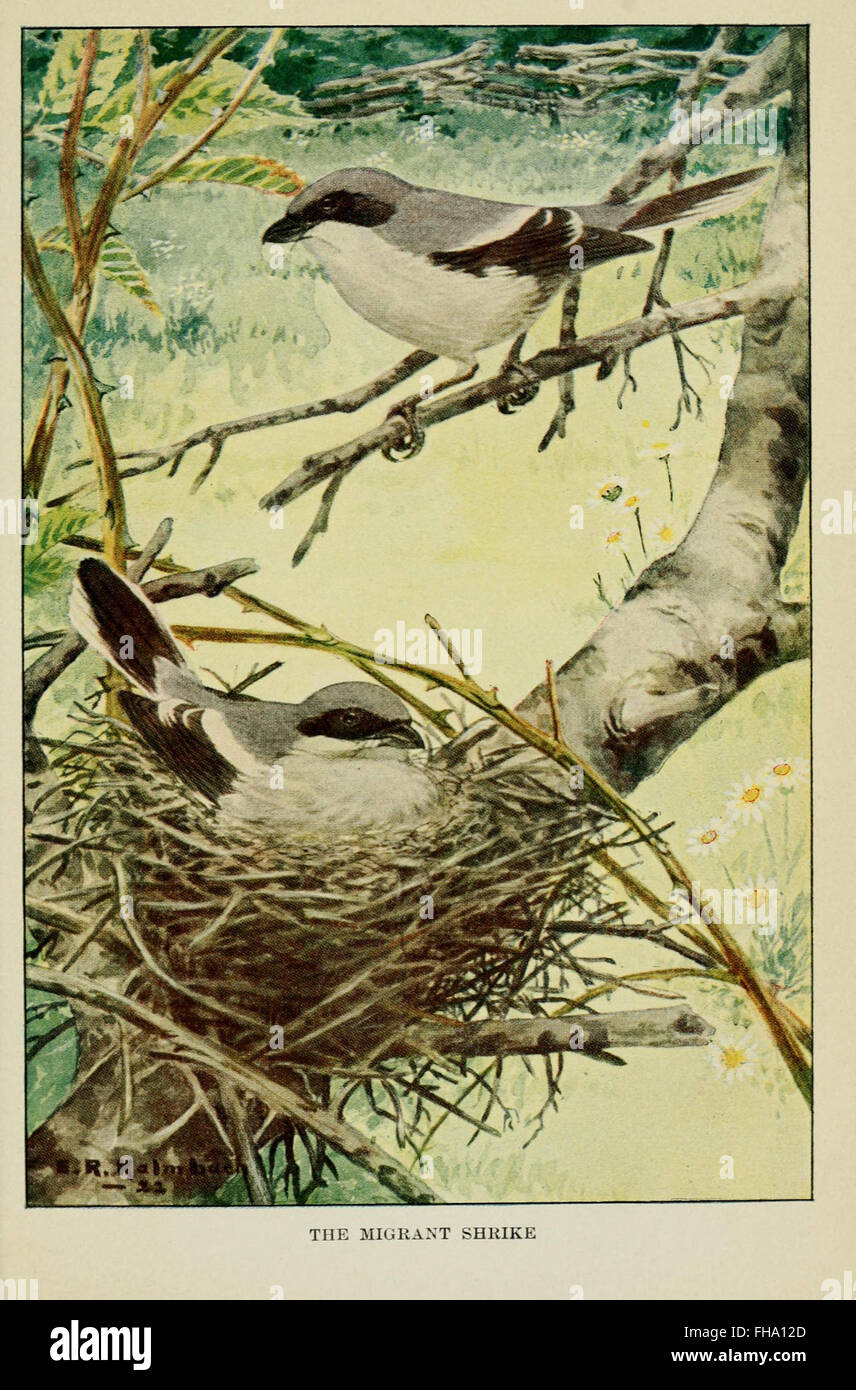 A captivating exploration of North American bird species through ...