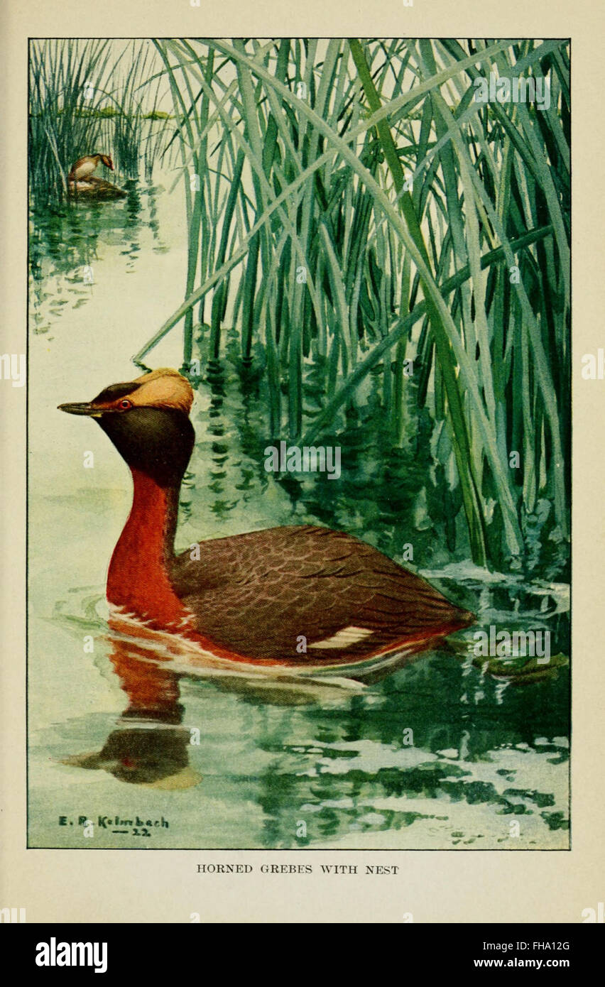 Knowing Birds Through Stories: An exploration of bird species through ...