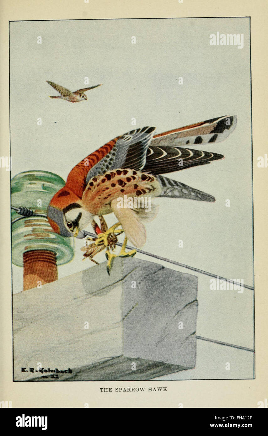 A captivating exploration of birds through storytelling, combining ...