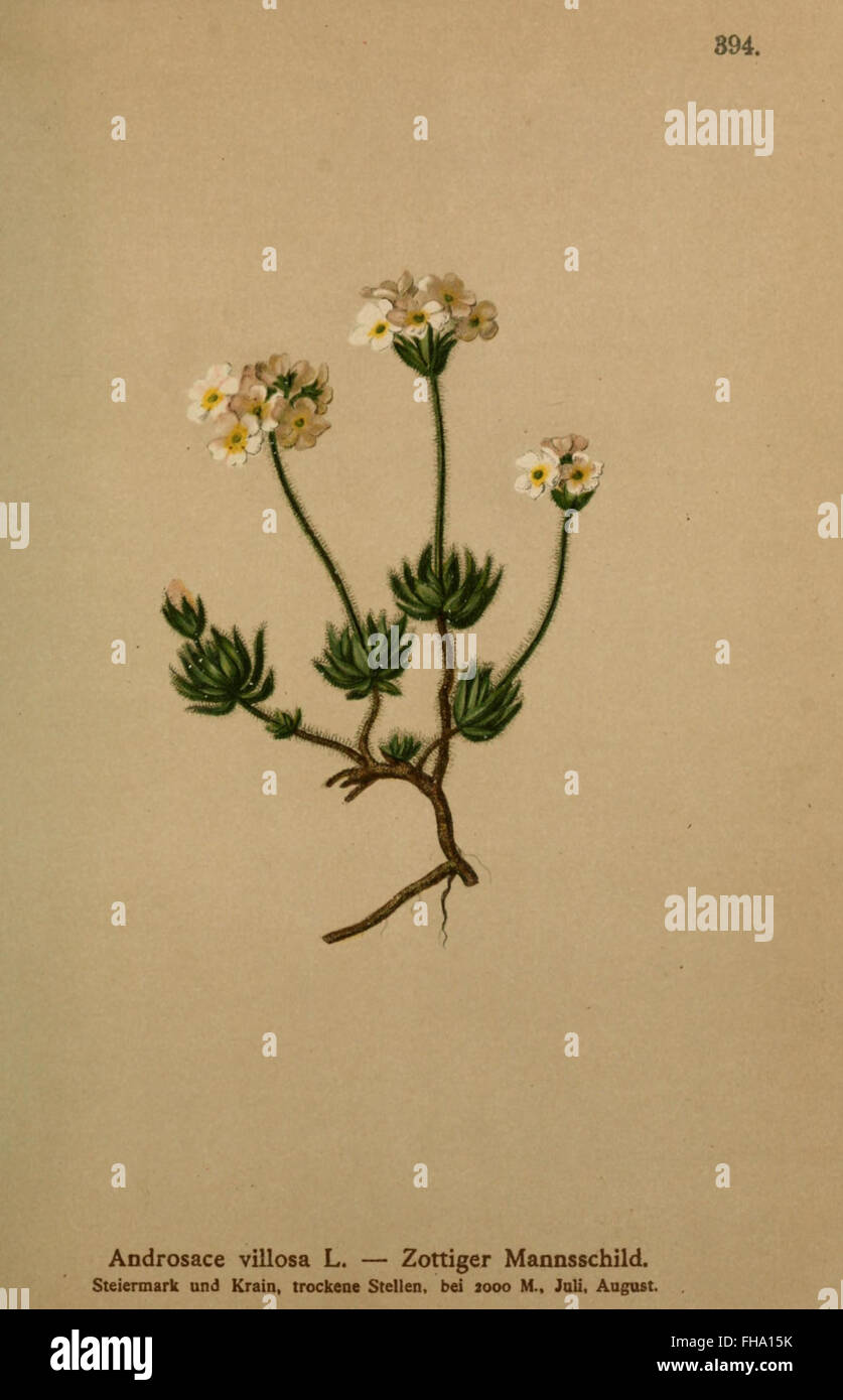 An atlas documenting the flora of the Alps, highlighting mountain ...