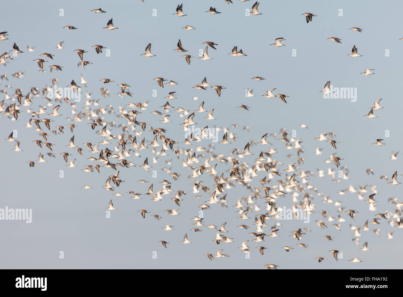 Dunlin in flight hi-res stock photography and images - Alamy
