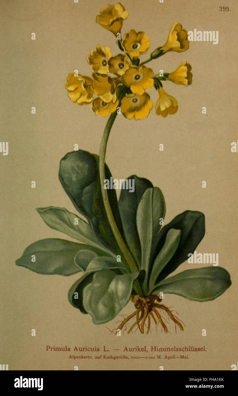 A botanical atlas documenting the diverse plant species found in the ...