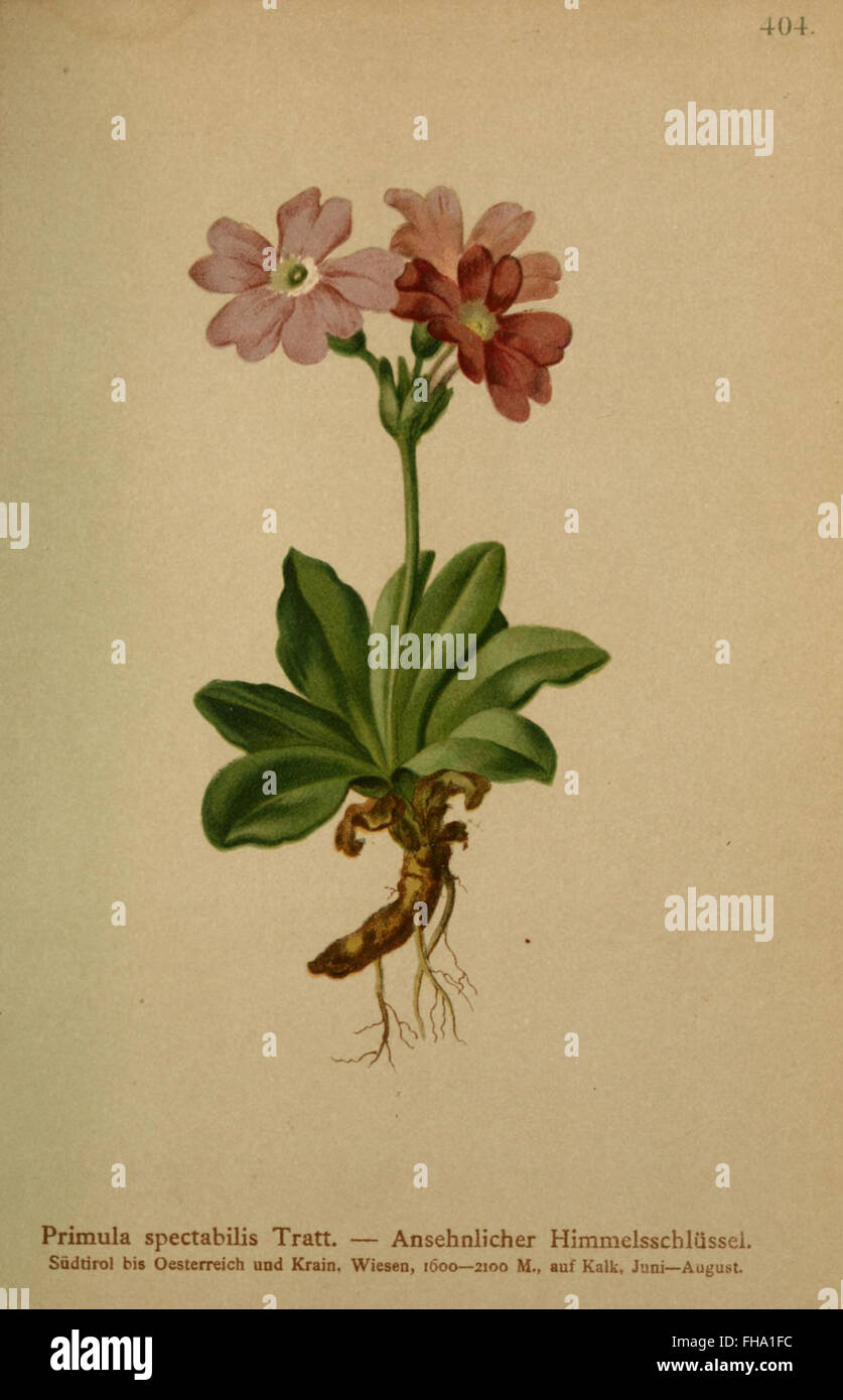 An atlas documenting the flora of the Alps, showcasing alpine plant ...