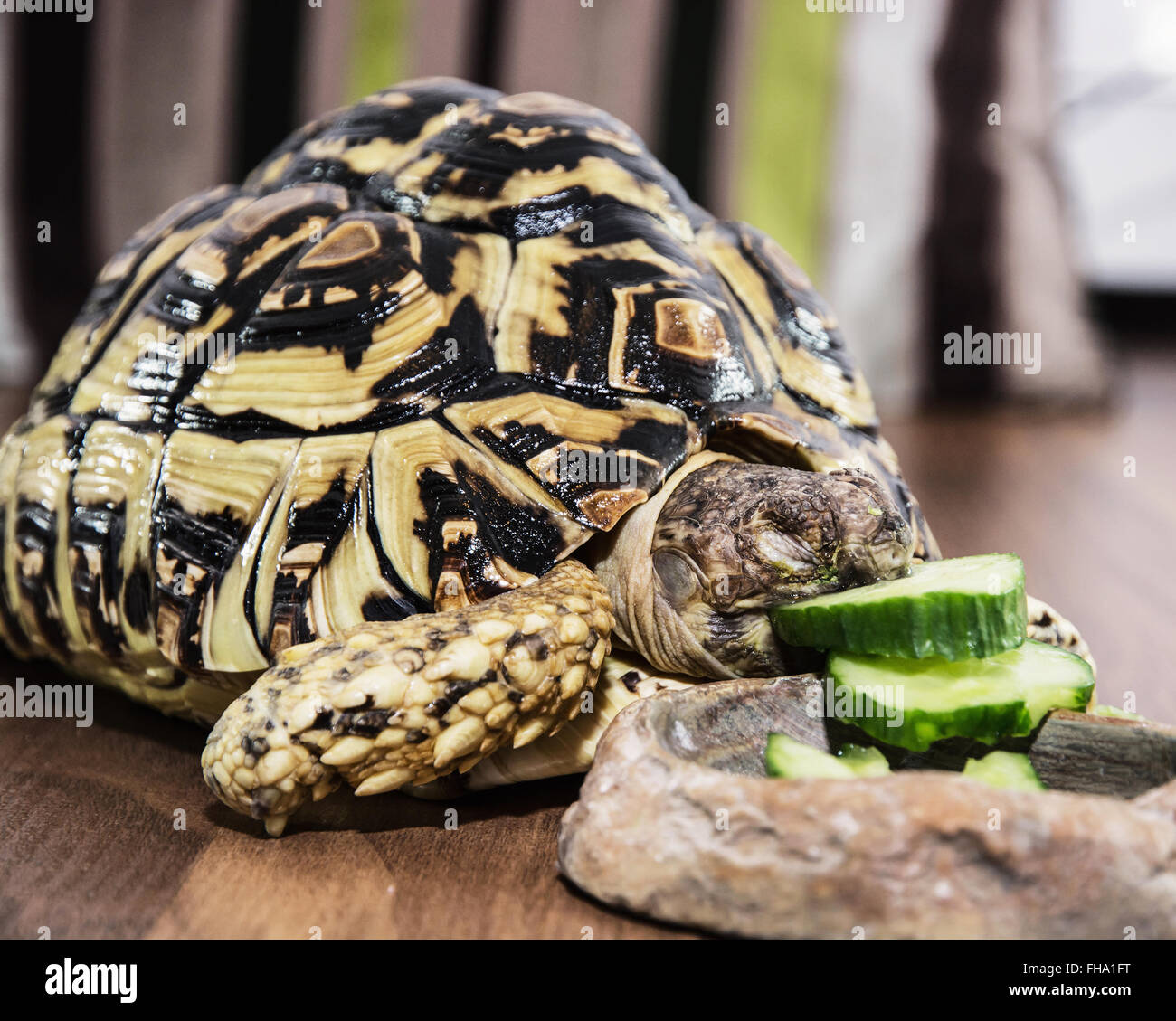 Leopard tortoise - Geochelone pardalis - eating cucumber. Animal scene ...