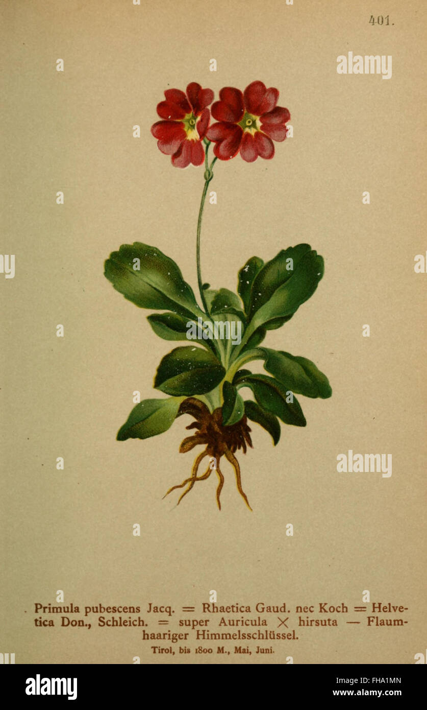 A detailed guide to the flora of the Alps, illustrating the unique ...