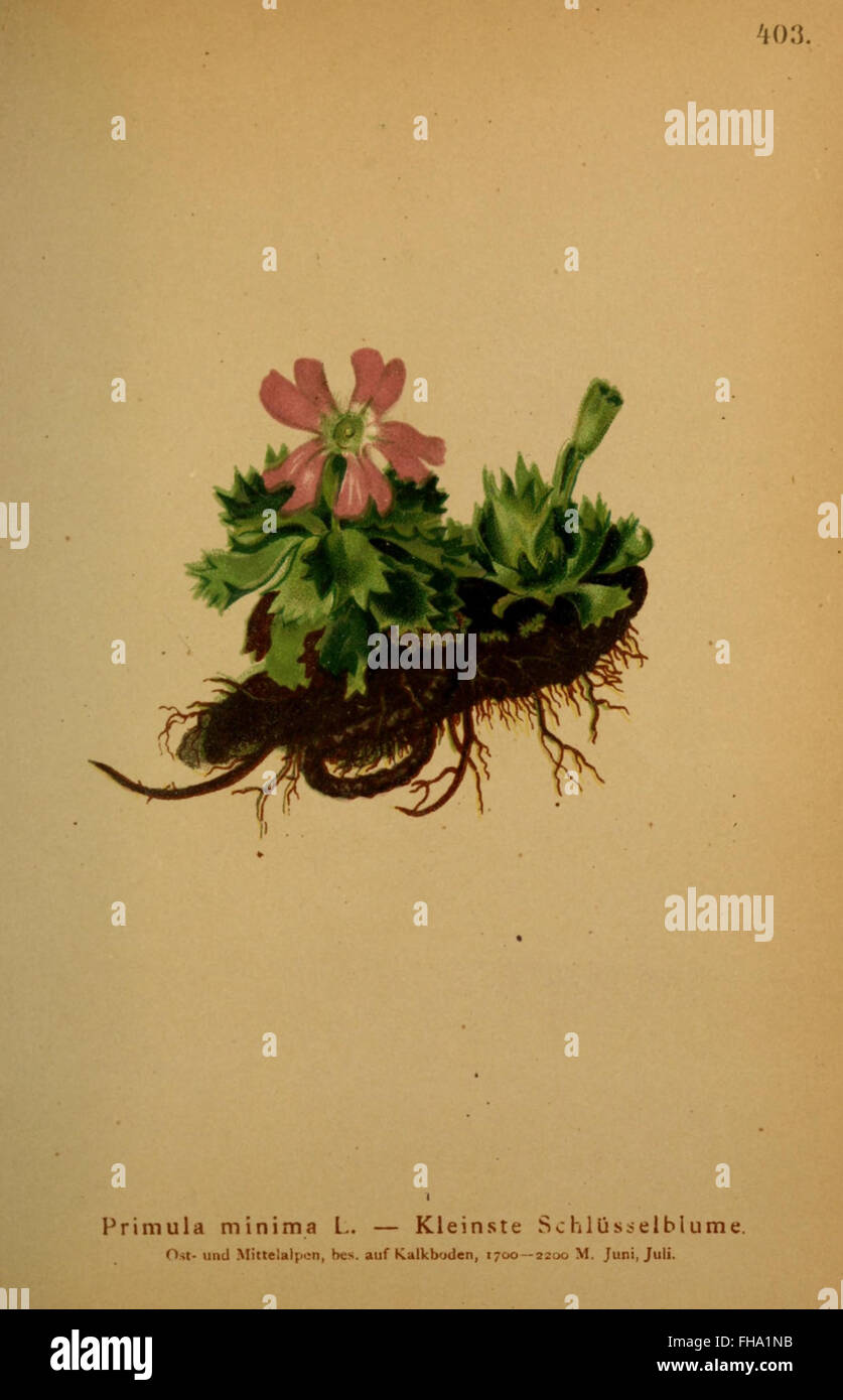 'Atlas der Alpenflora' is a comprehensive atlas detailing the plant ...