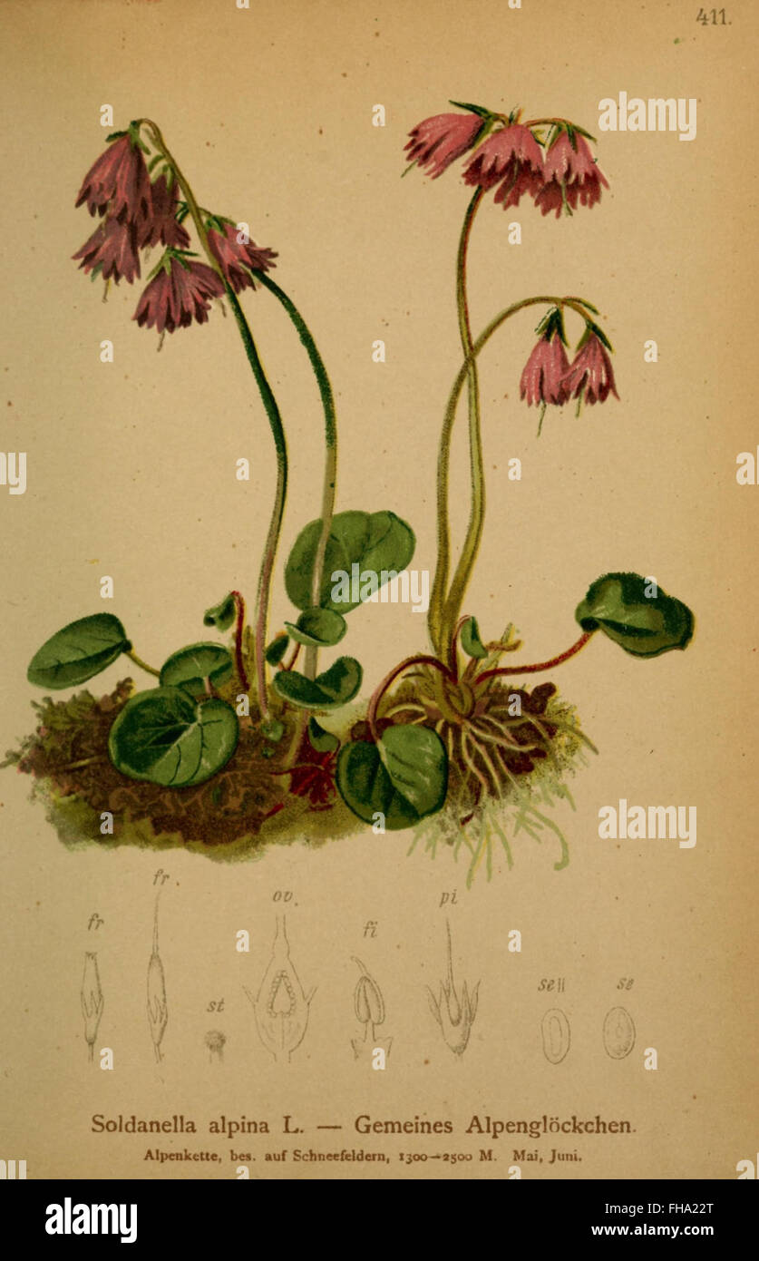 An atlas detailing the flora of the Alps, focusing on native and ...
