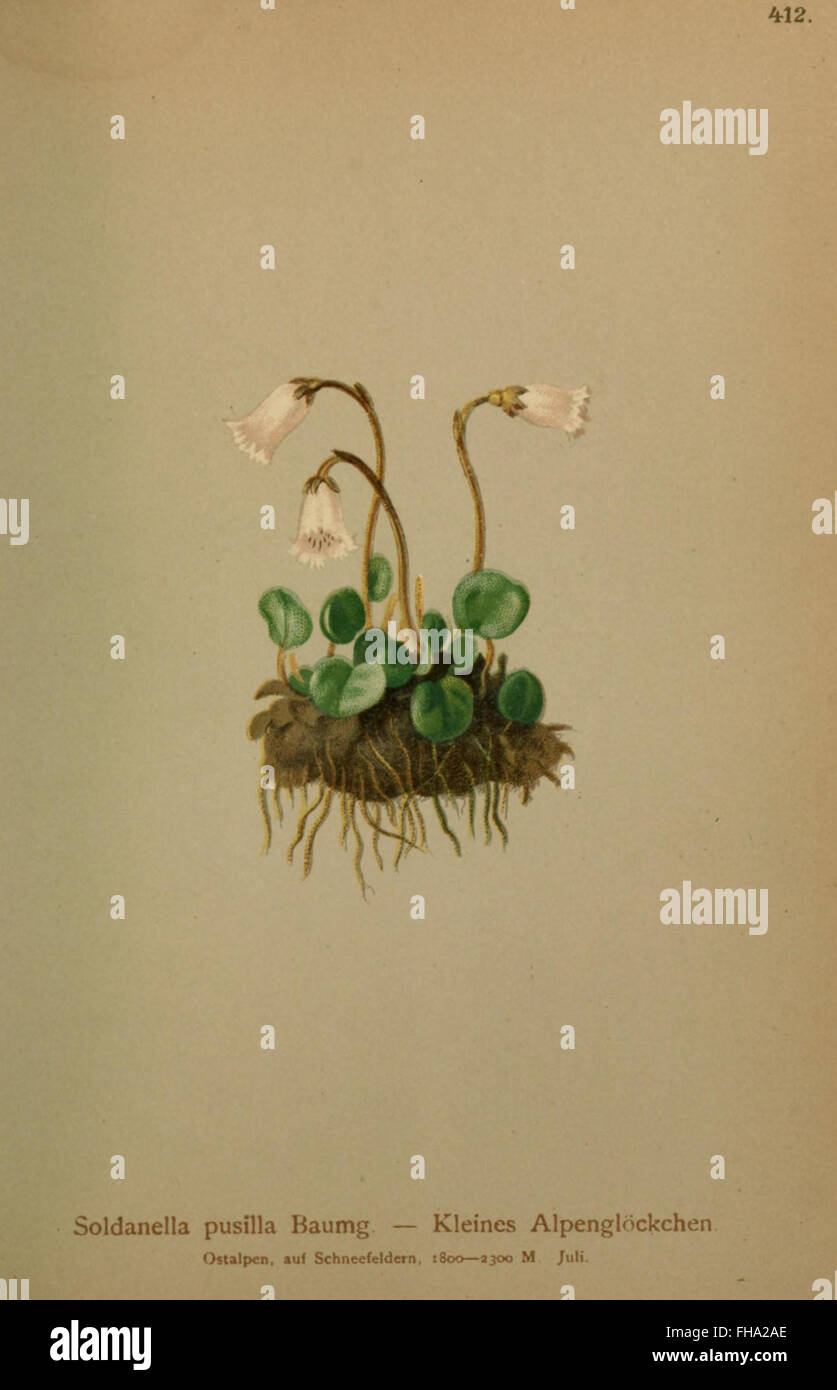 Atlas of the Alpine Flora. A visual guide to the diverse and unique ...