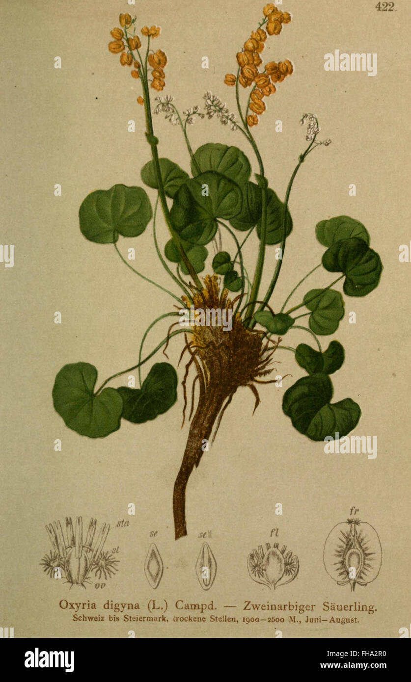 An atlas of alpine flora, documenting mountain plants of the Alps with ...