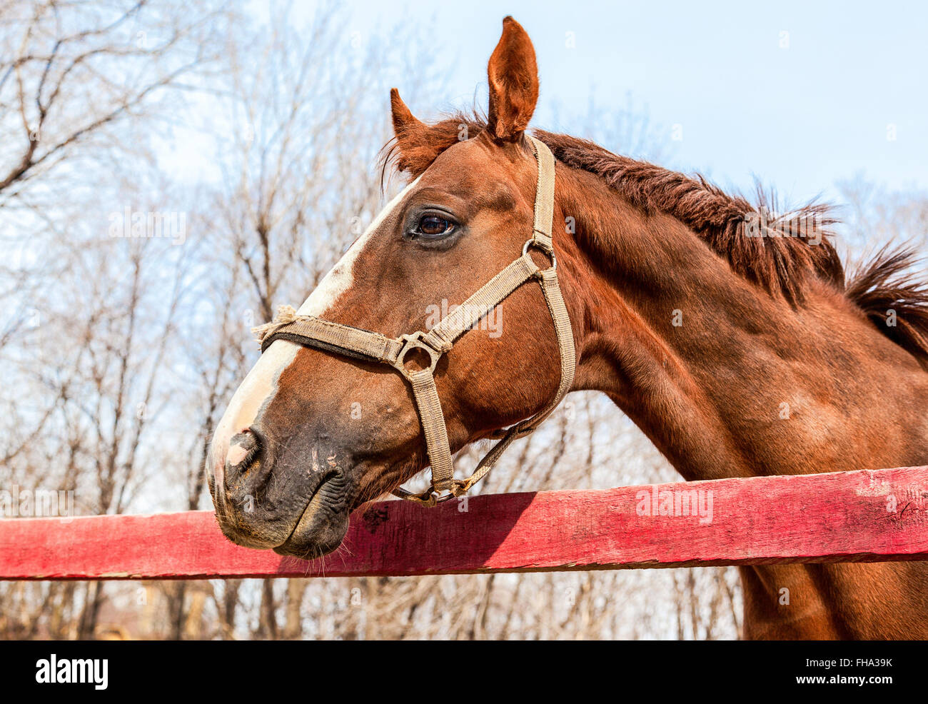 Head of a beautiful chestnut stallion at the farm Stock Photo - Alamy