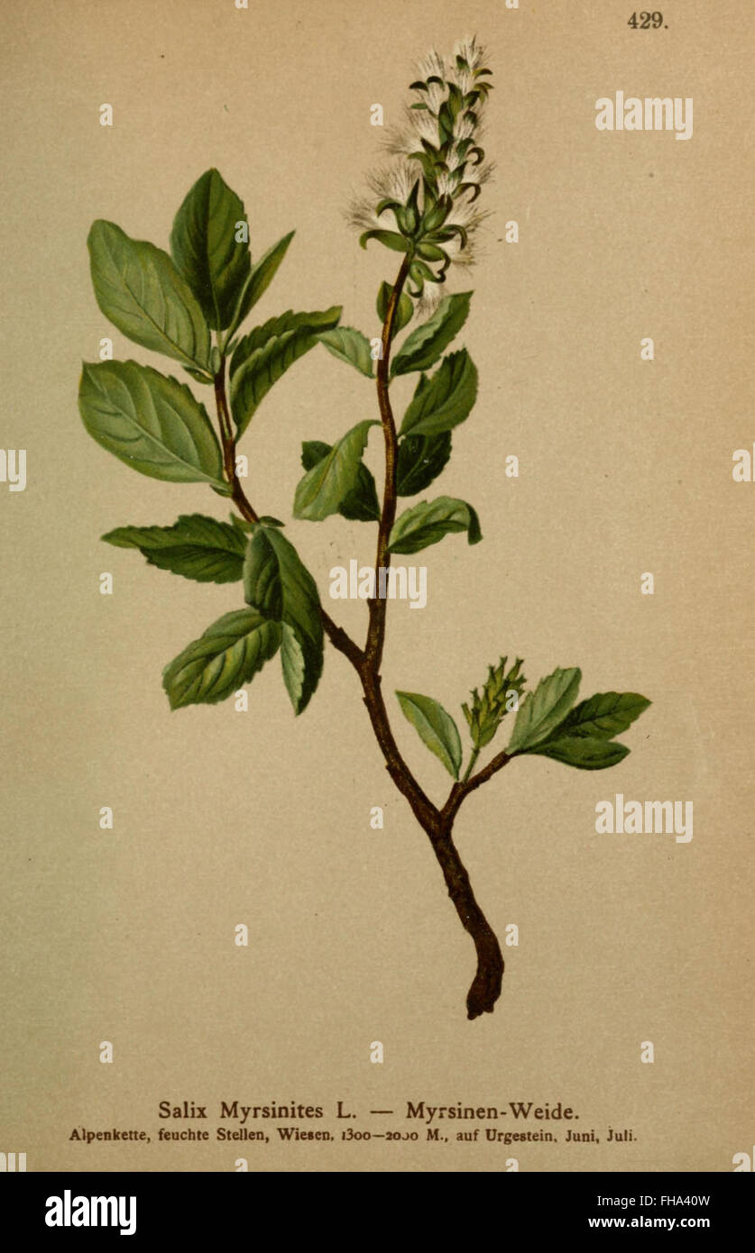A detailed botanical atlas of Alpine flora, showcasing mountain plants ...