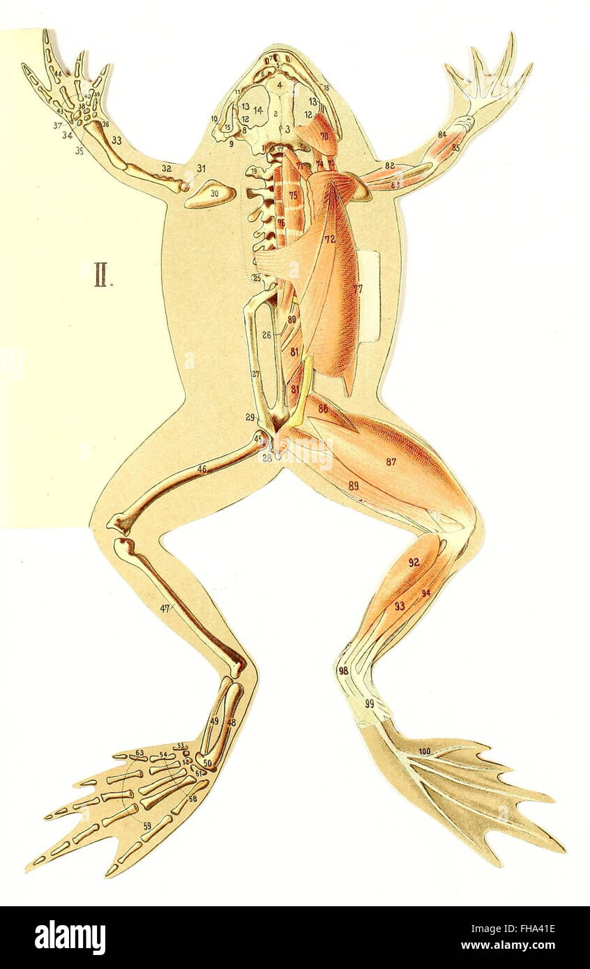 A French work focused on the anatomy and dissection of frogs, part of ...