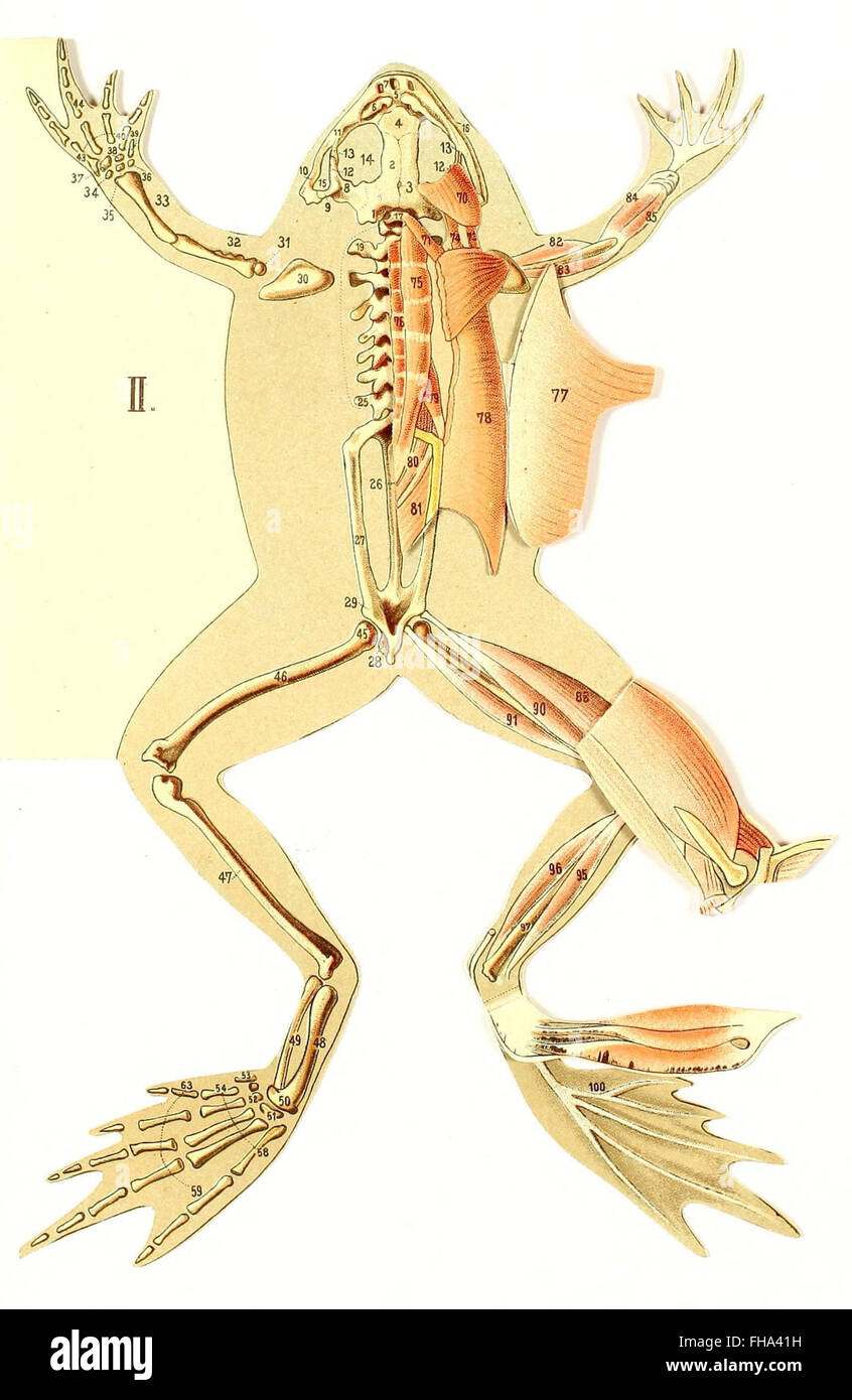 A study on the anatomy and dissection of laboratory frogs, examining ...
