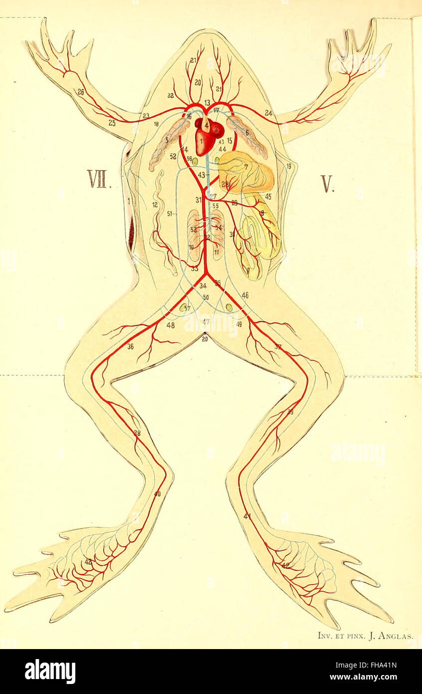 Anatomie de la grenouille hi-res stock photography and images - Alamy