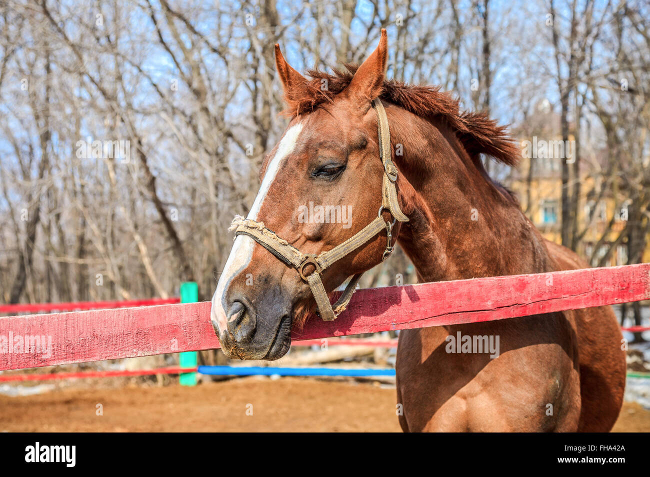 Head of a beautiful chestnut stallion at the farm Stock Photo - Alamy