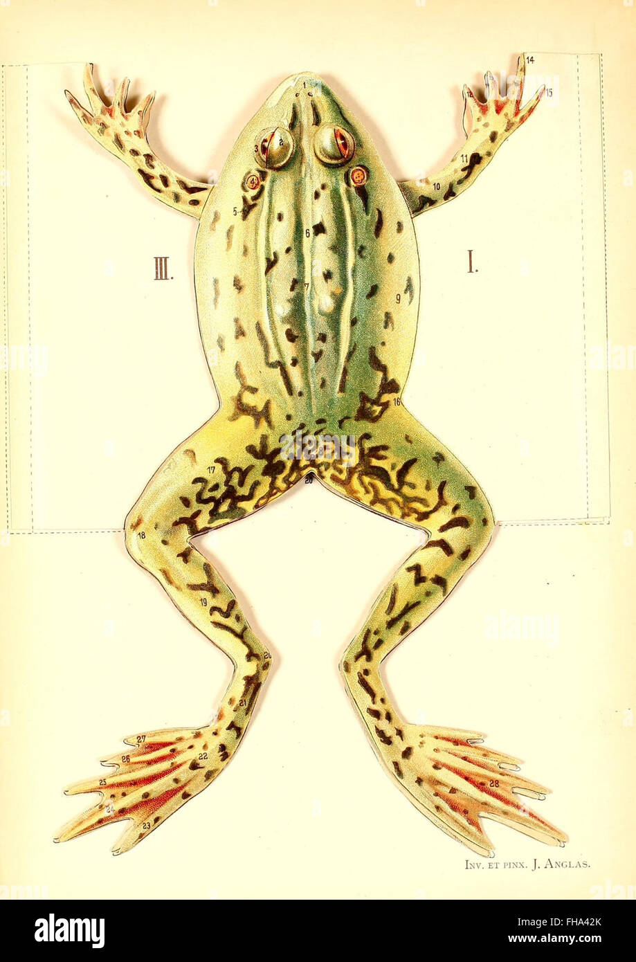 Les animaux de laboratoire- La grenouille (Anatomie et dissection Stock ...