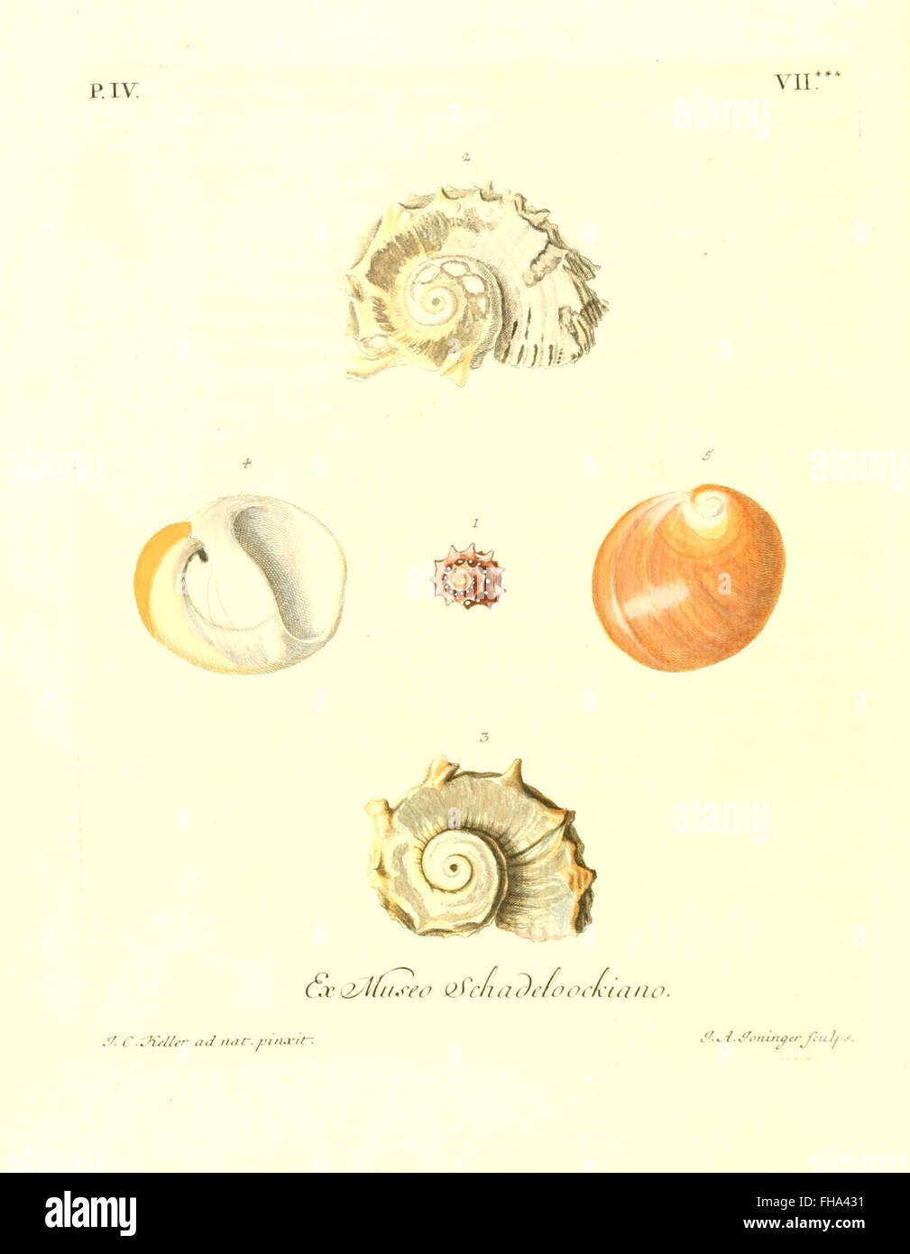 An 18th-century collection showcasing various species of shells from ...