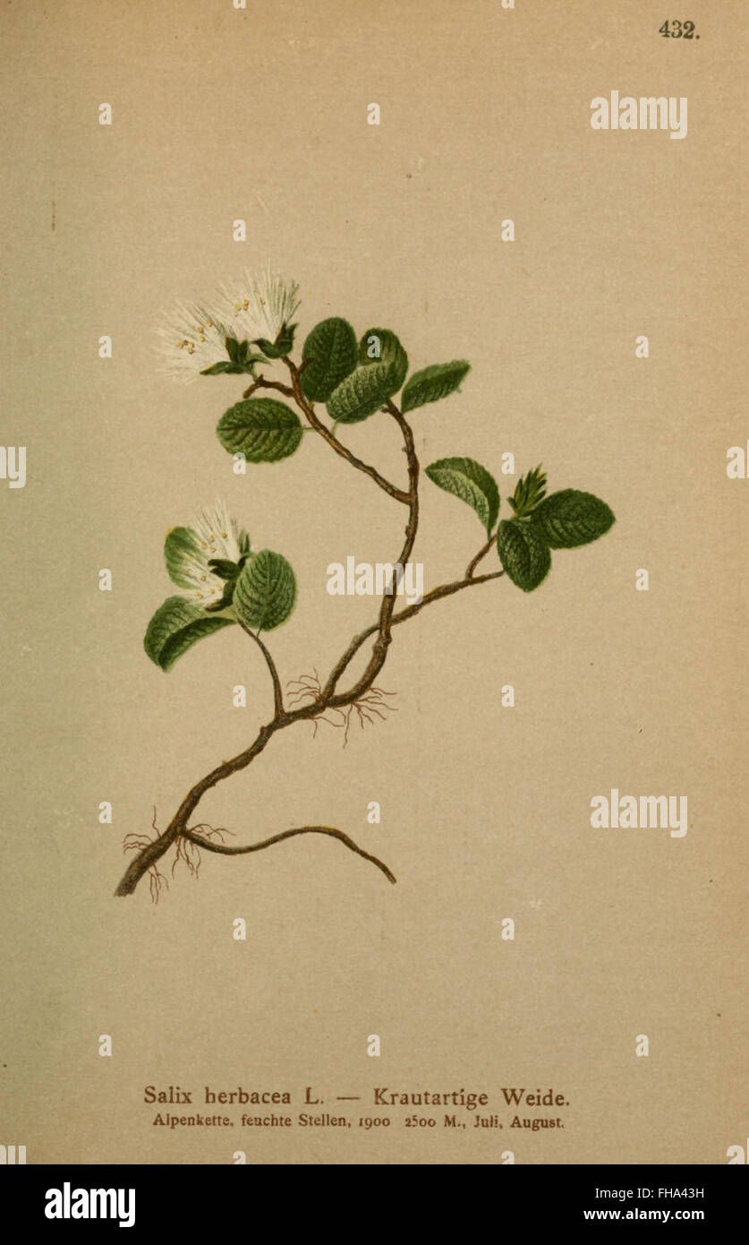 A comprehensive atlas documenting the alpine flora of the Alps ...