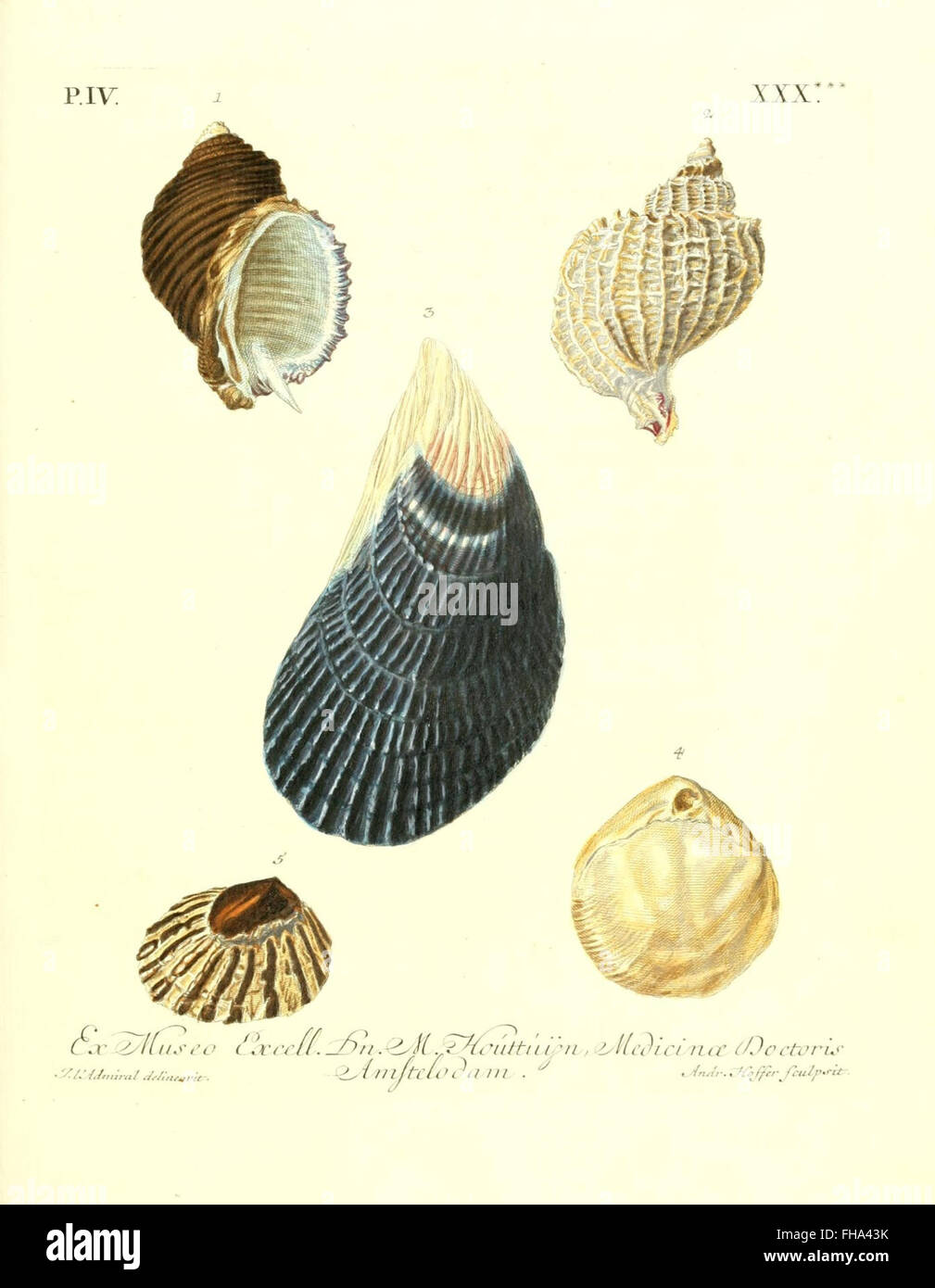 An 18th-century work featuring a collection of different species of ...