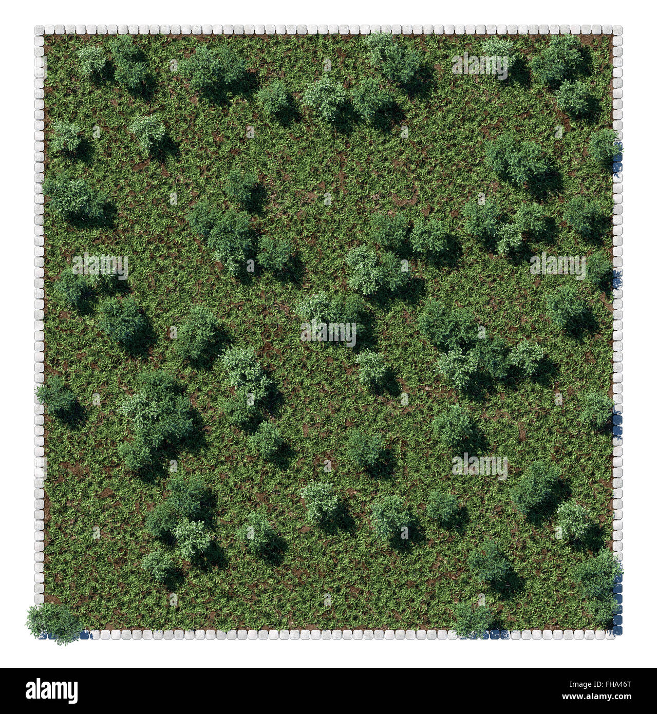 Oak trees from above Cut Out Stock Images & Pictures - Alamy