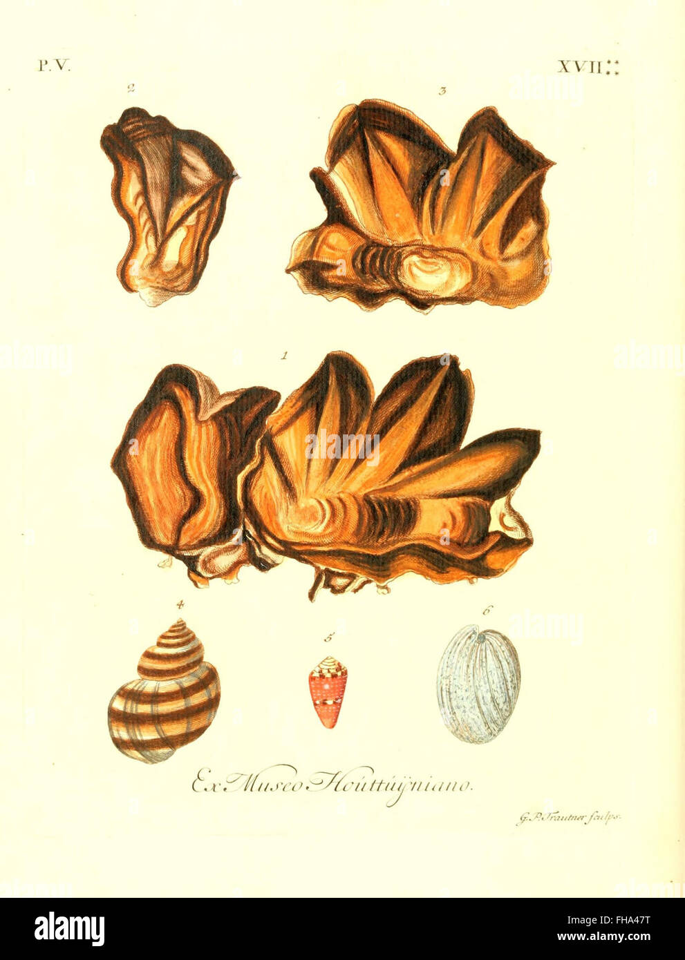 The Delights of the Eyes and Mind, or, A General Collection of Shell ...