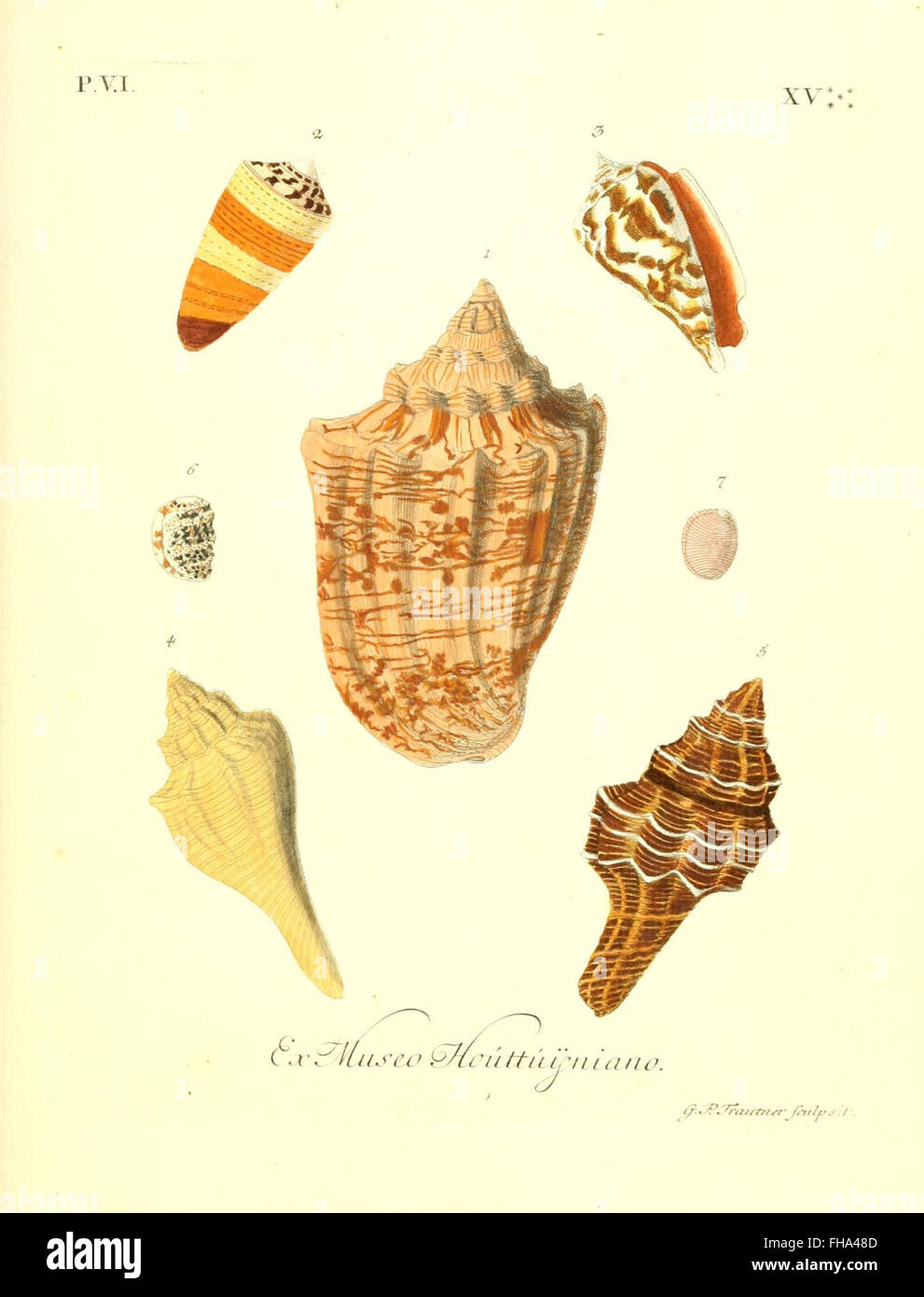 A comprehensive collection of sea shells, showcasing different species ...