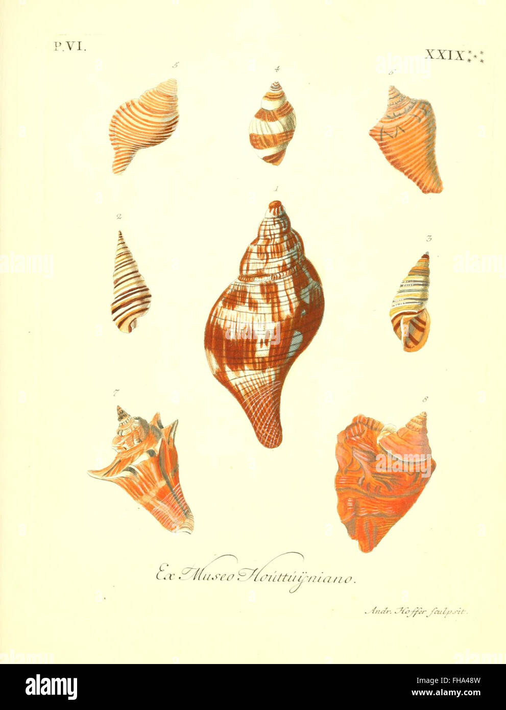 A collection of marine shells from the early 1800s, featuring detailed ...