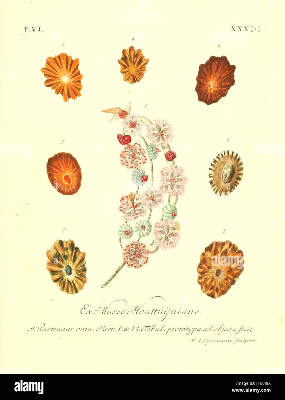 A French work from the early 1800s, featuring a collection of shell illustrations, housed in the ...