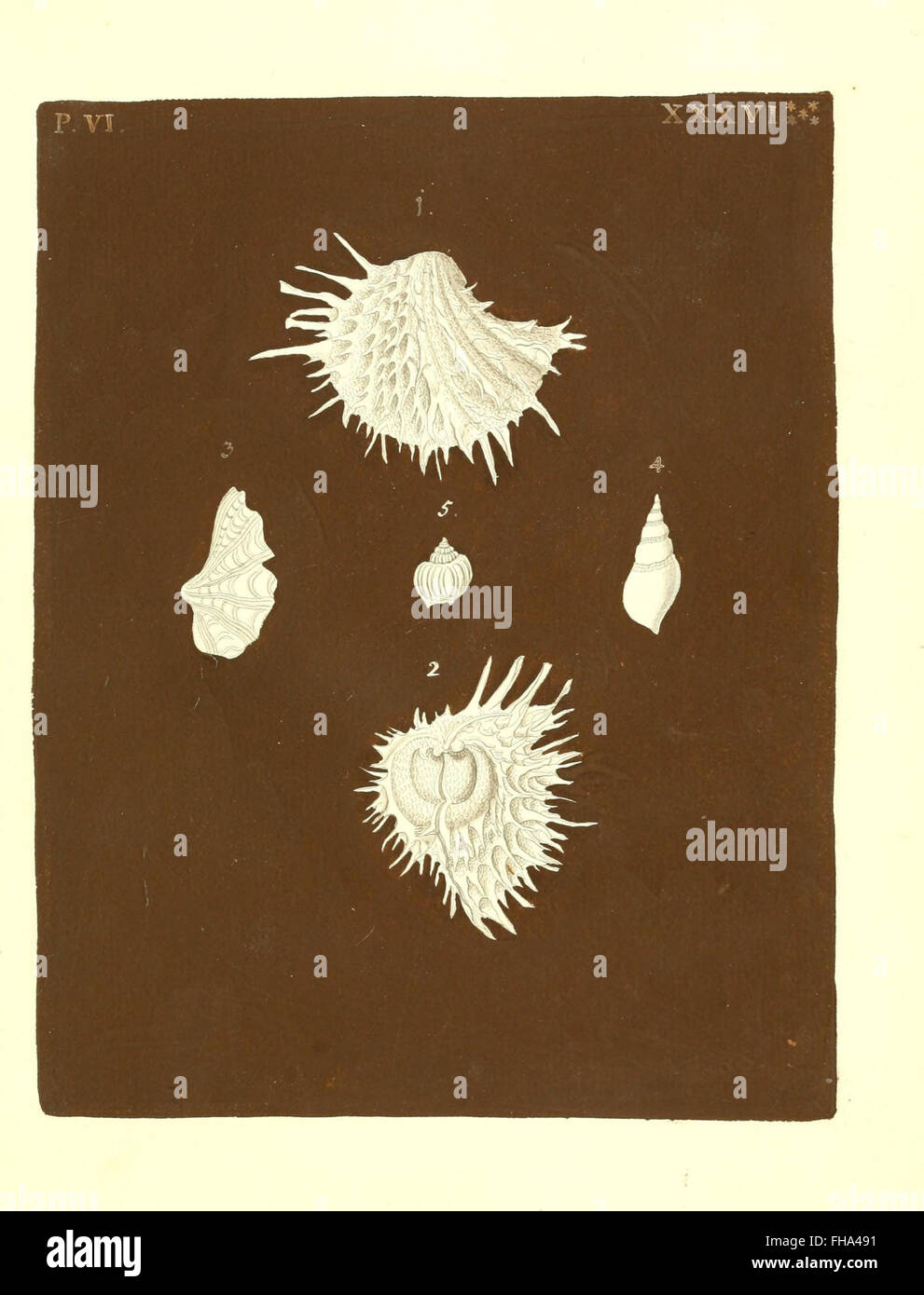 A collection of illustrations featuring various marine shell species ...
