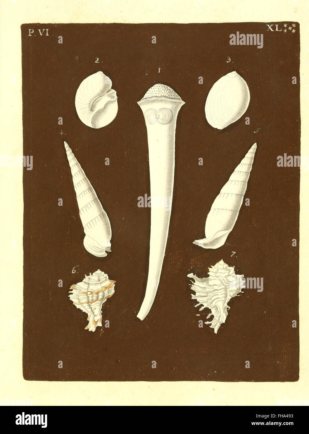 An early work to 1800 depicting the various species of shells from the ...