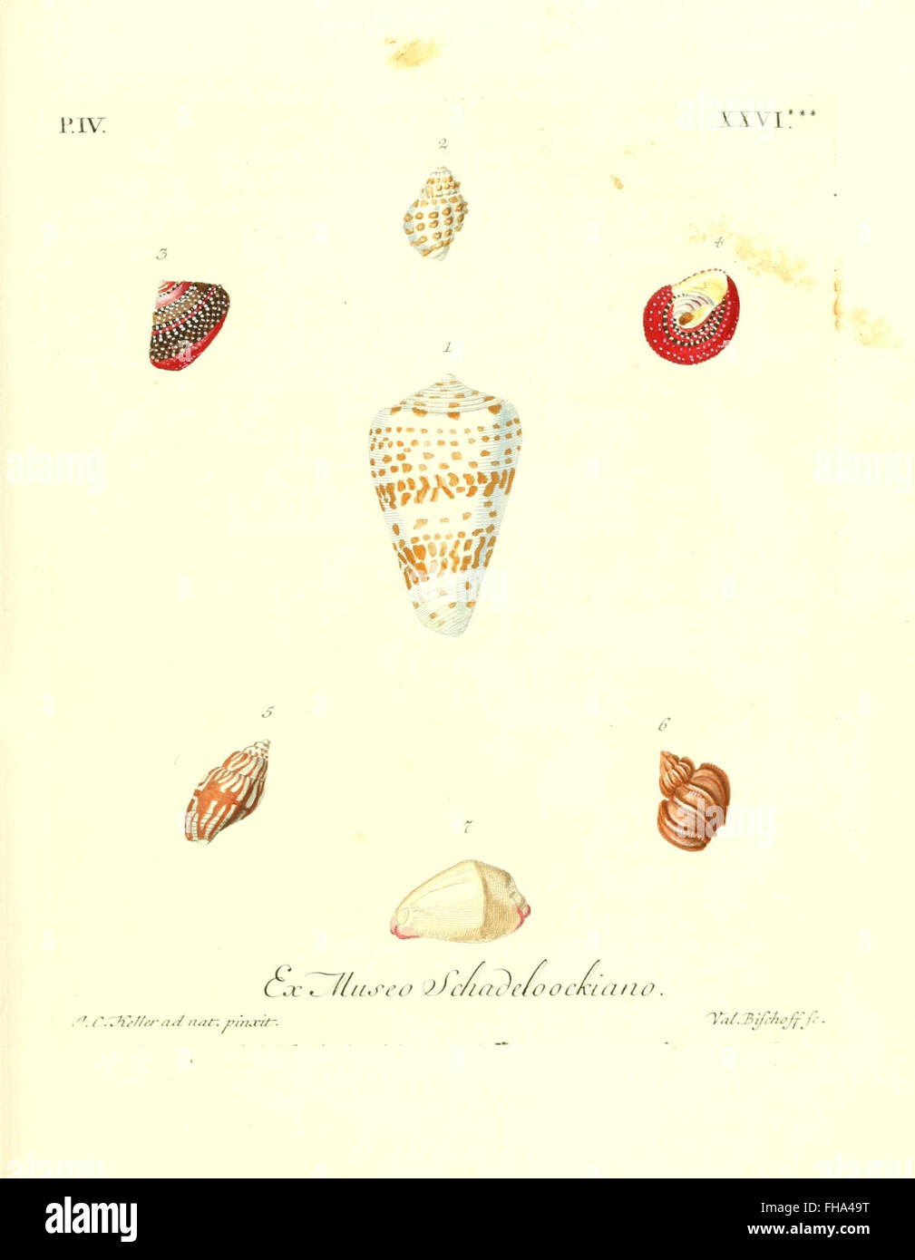 A visual and descriptive collection of seashell species, offering an ...
