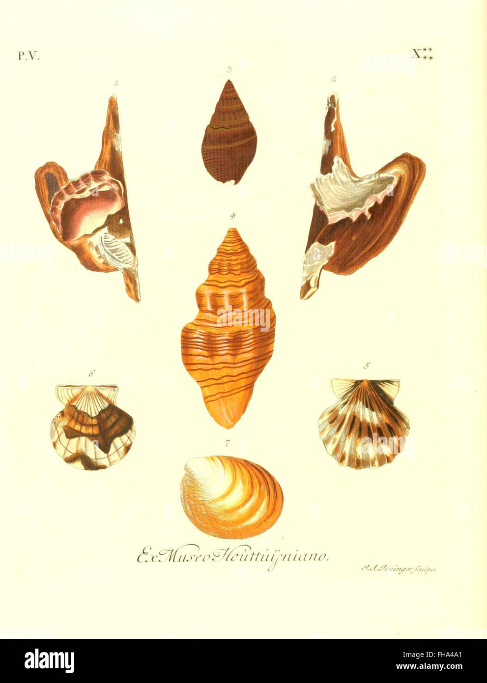 A detailed collection of various species of seashells, described in ...