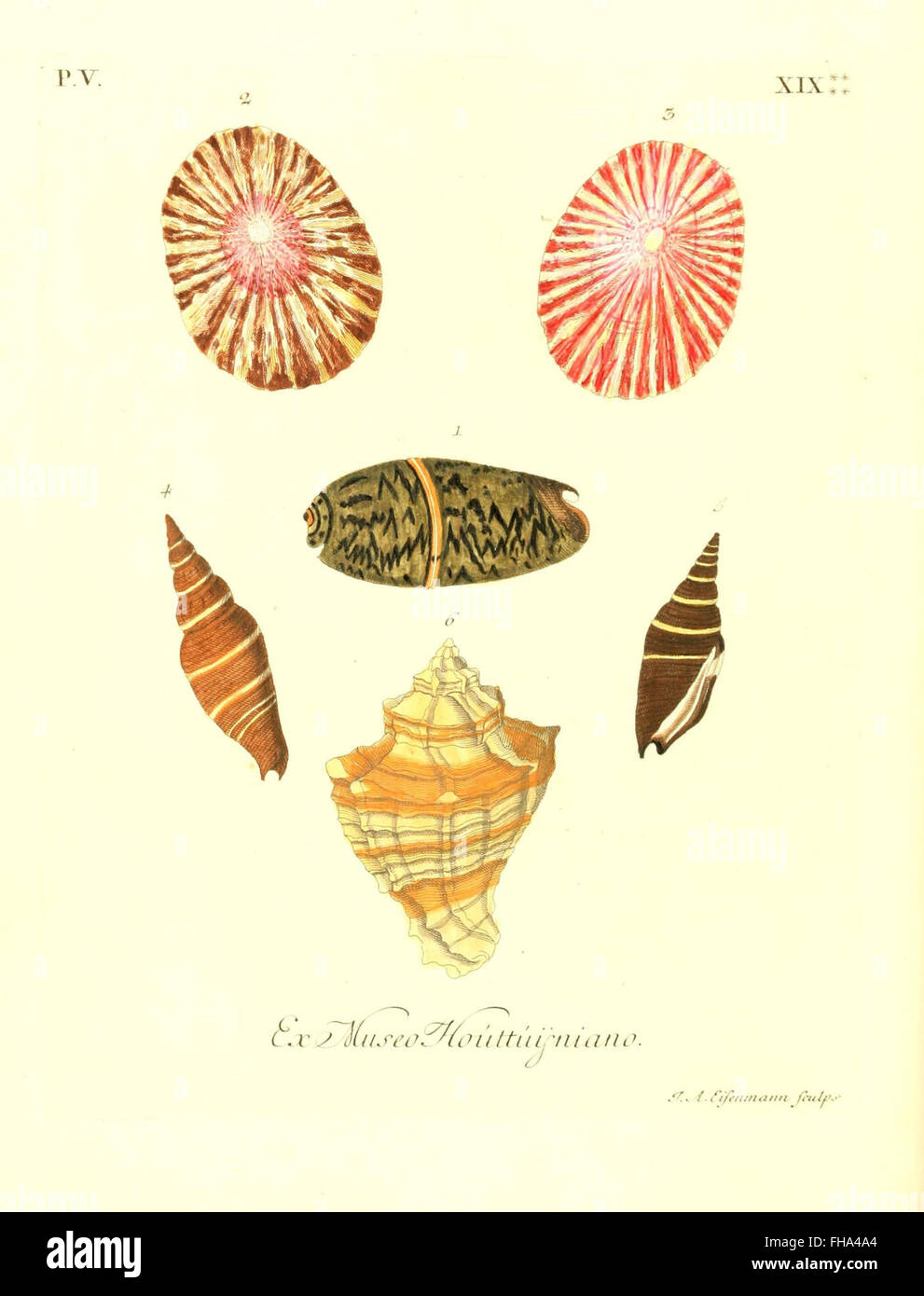 Les Délices des Yeux et de l'Esprit, a collection of detailed shell illustrations and species ...