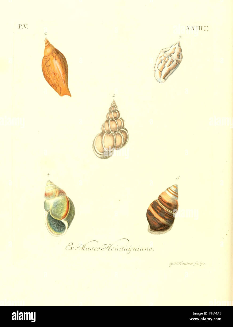 A collection of illustrations showcasing various species of shells from ...