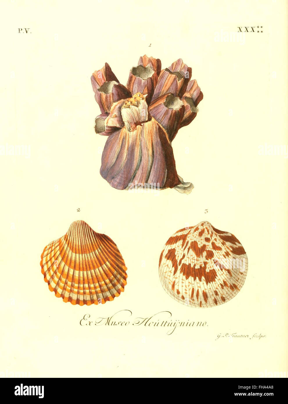 A collection of shell species illustrated for educational and ...