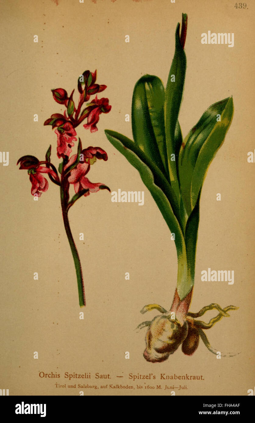 An atlas documenting the diverse flora of the Alps, showcasing mountain ...