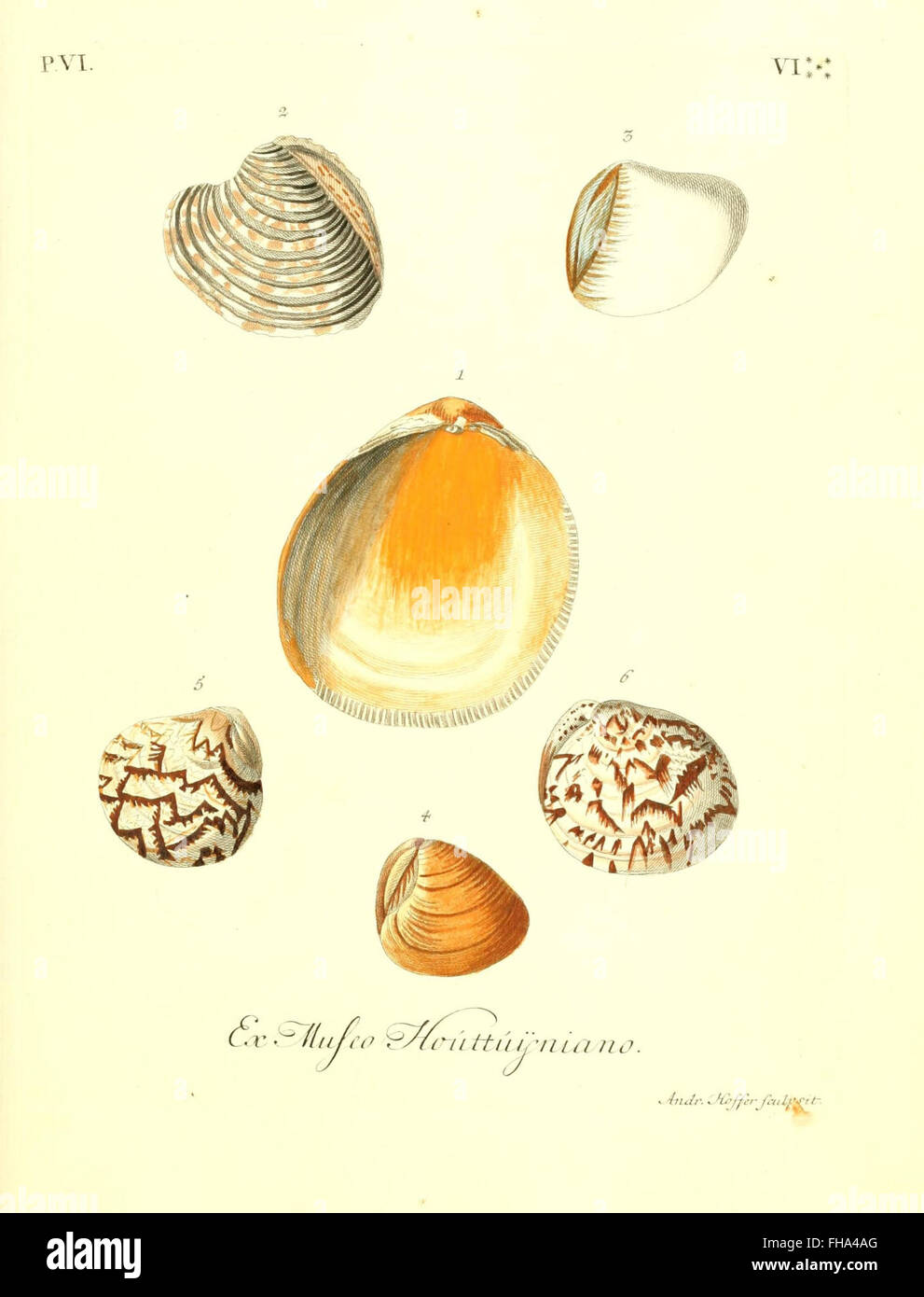 Diversity of shell morphology in marine life hi-res stock photography ...