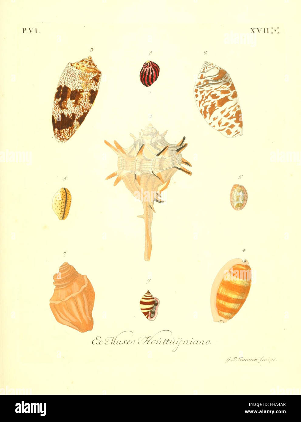 Various forms of marine organisms hi-res stock photography and images ...