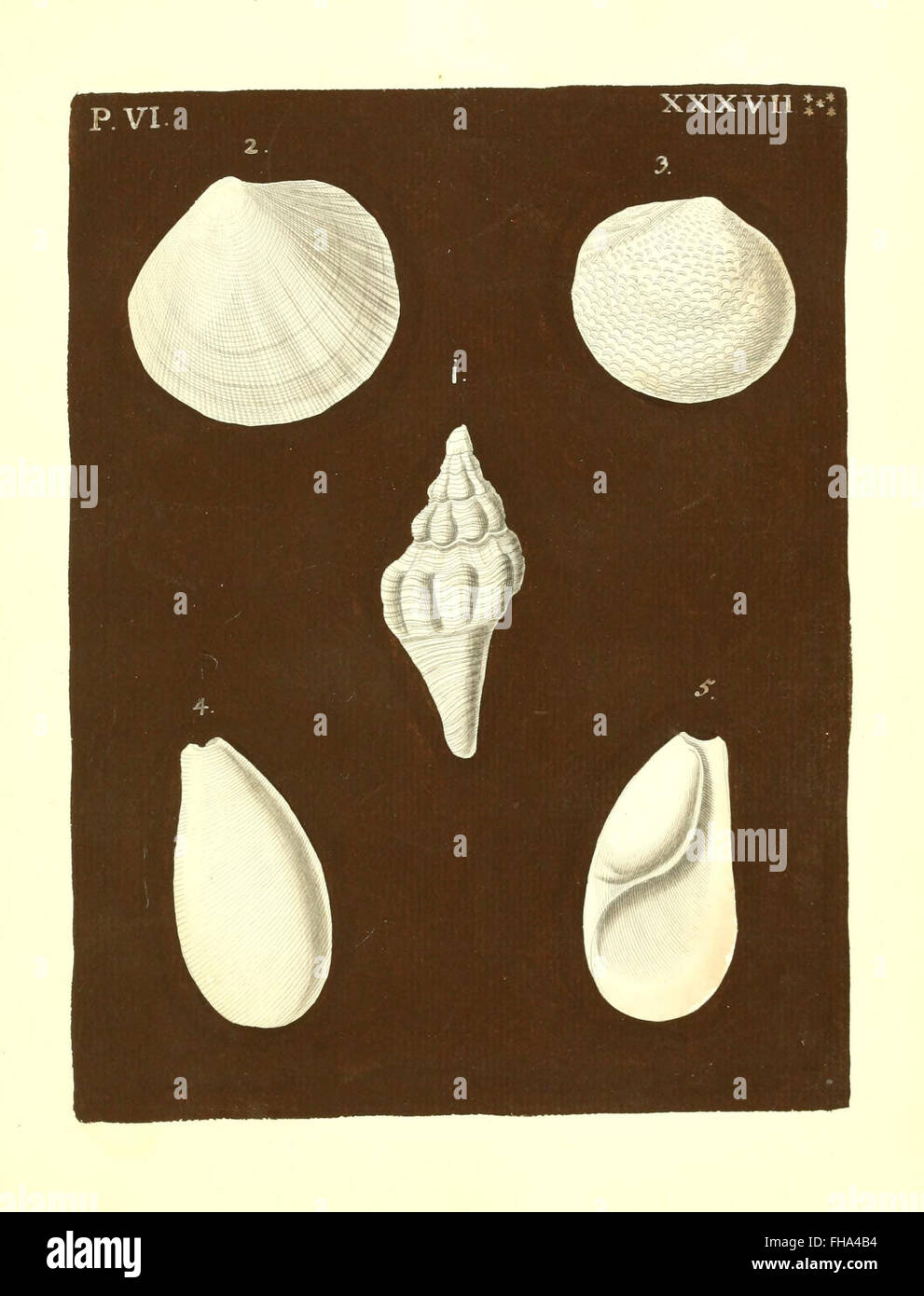 A collection of illustrations depicting various shell species, from an early 1800s work held in ...
