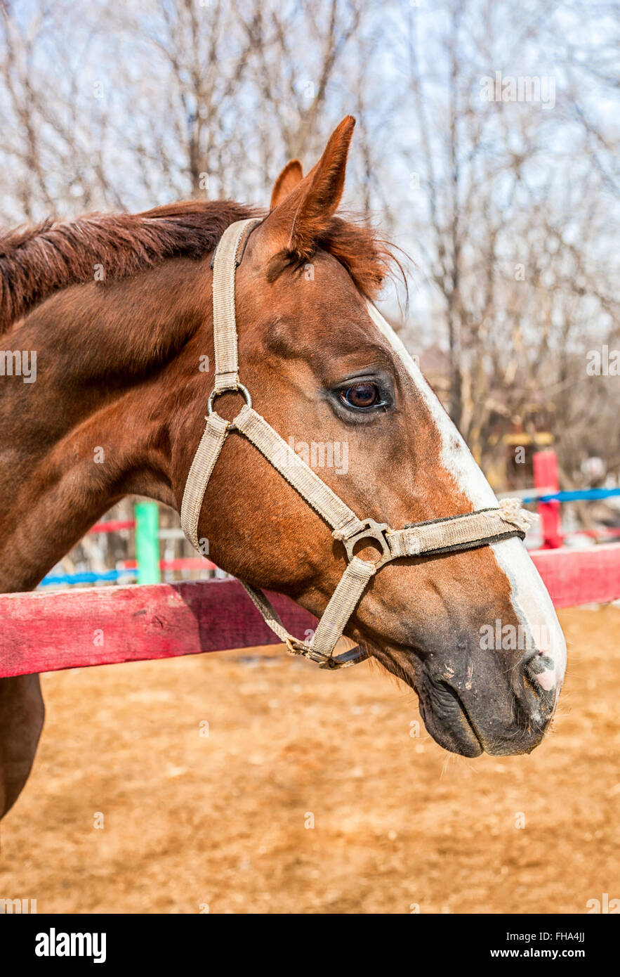 Head of a beautiful chestnut stallion at the farm Stock Photo - Alamy