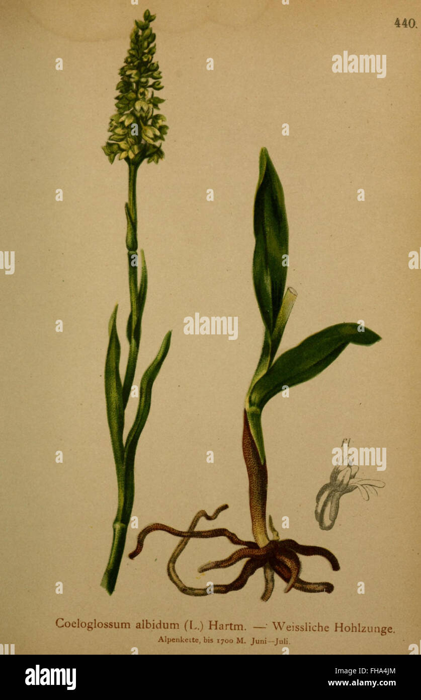 Atlas der Alpenflora, alpine flora, botanical studies, mountain ...