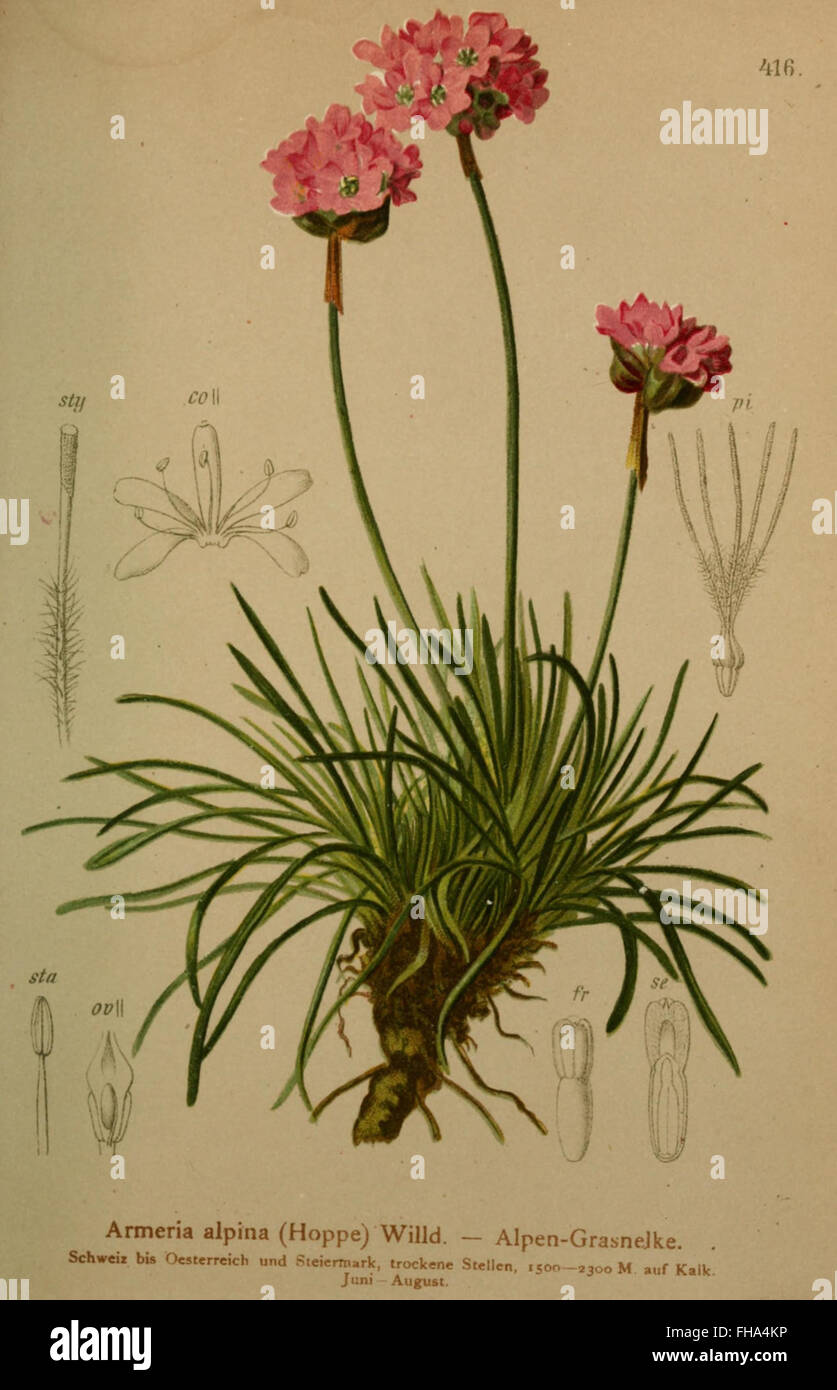 Atlas of Alpine flora, documenting the diverse plant species of the ...