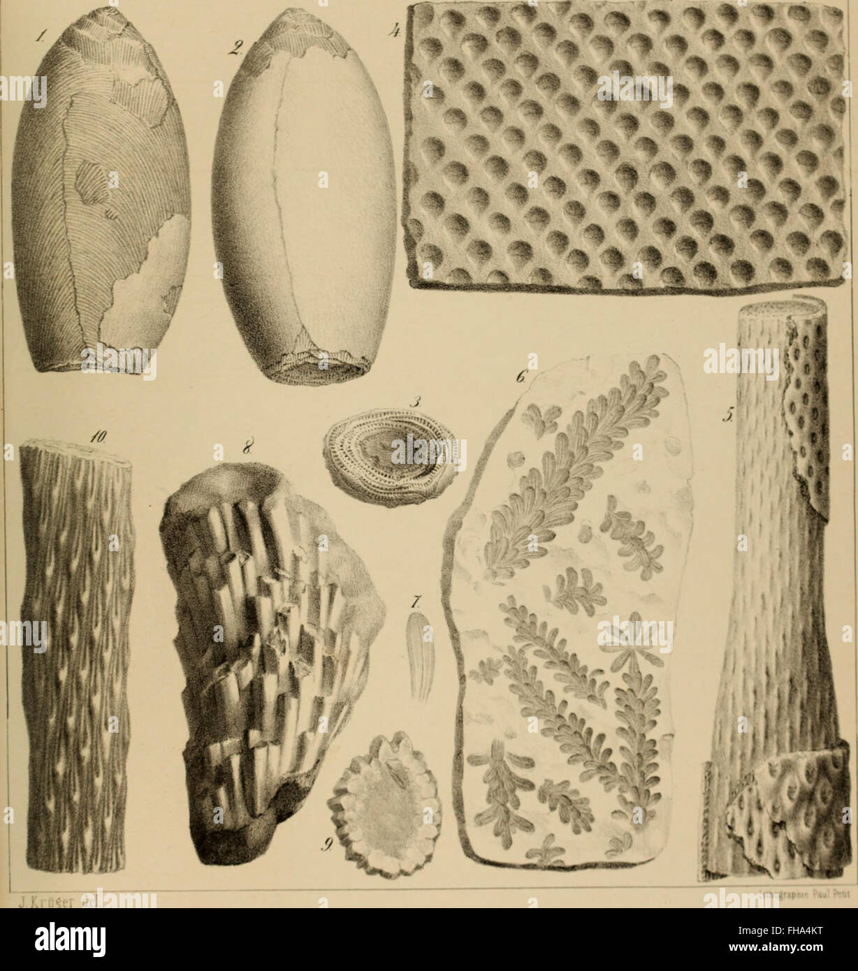A 1852 work on the paleontology of Russia, focusing on the fossilized ...