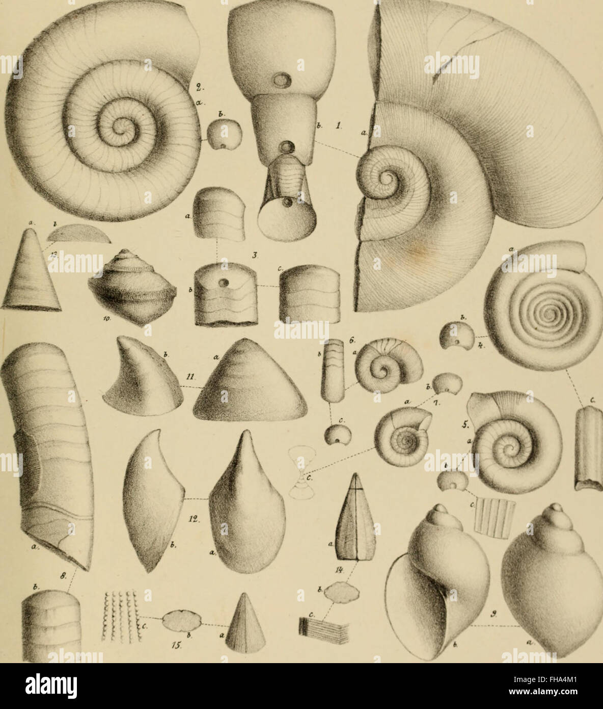 A paleontological work from 1852 detailing the prehistoric life of ...