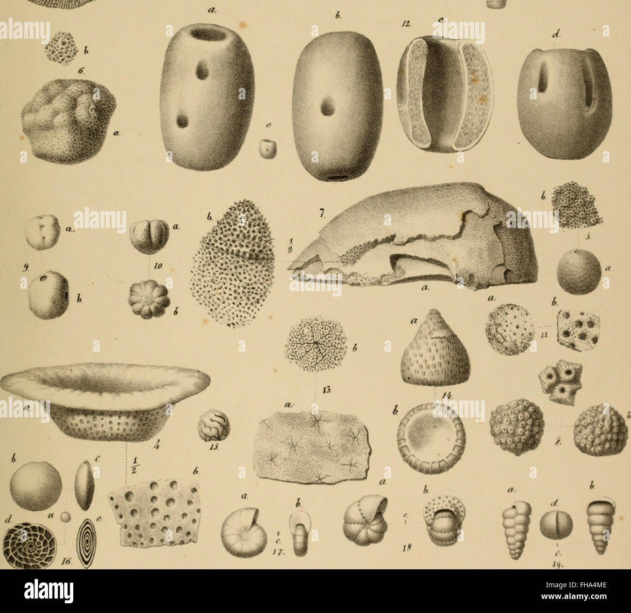 A 1852 work on the paleontology of Russia, examining the prehistoric ...