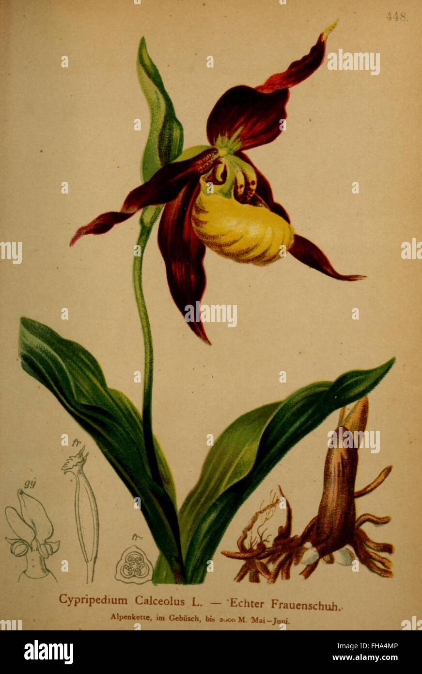 An atlas documenting the flora of the Alps, focusing on mountain plants ...