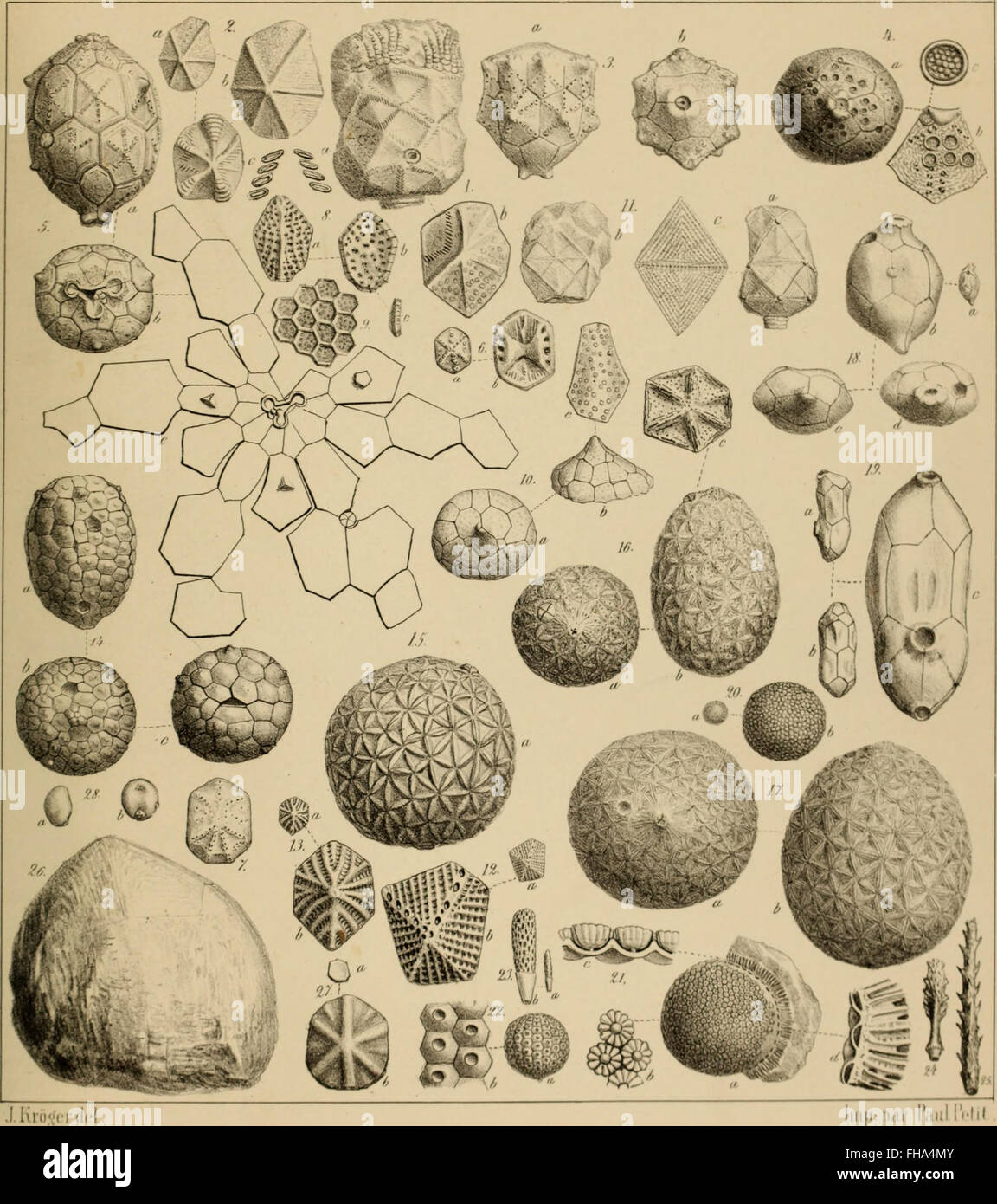A paleontological work from 1852 focused on the fossils and prehistoric ...