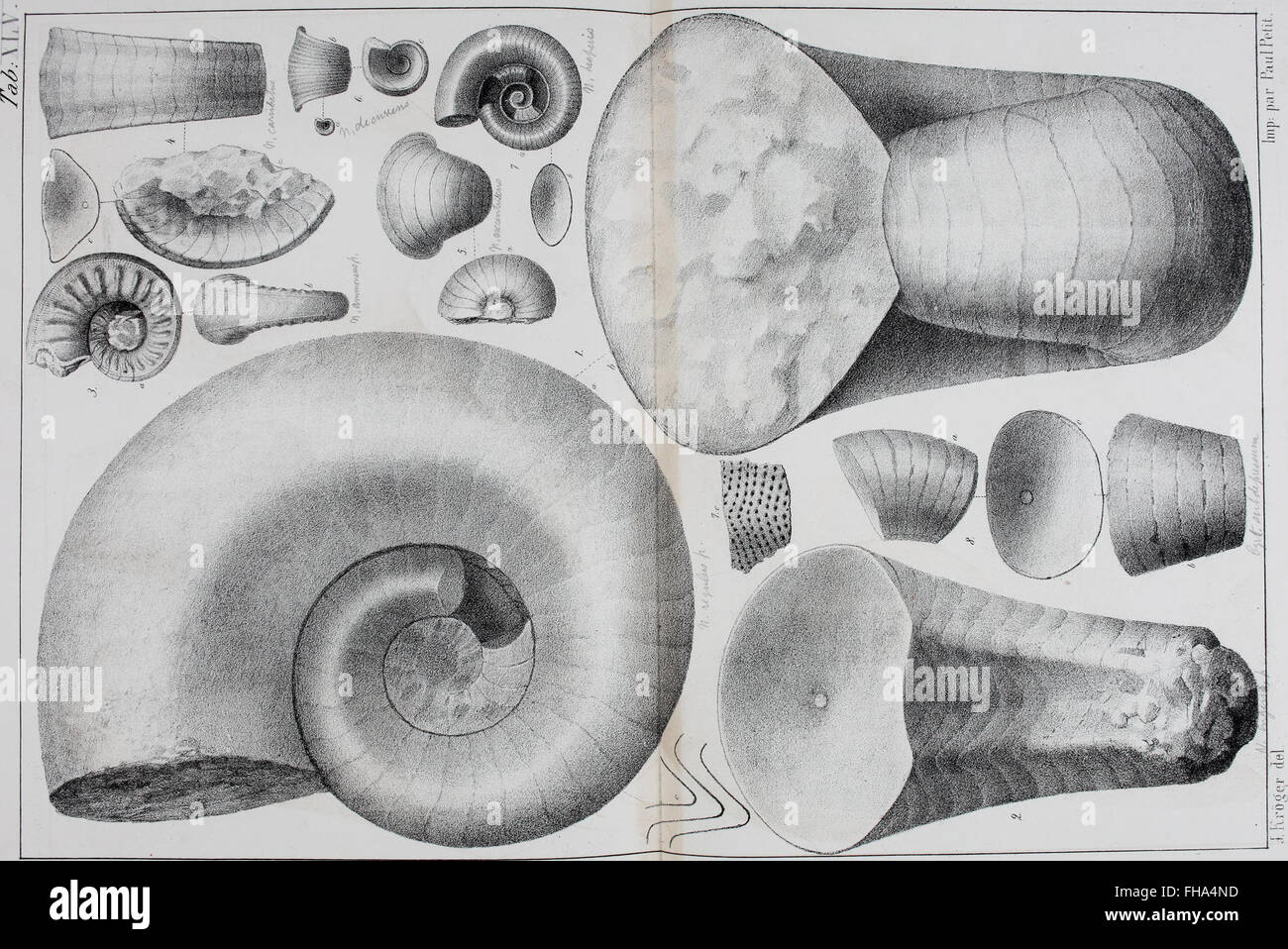 A work from 1852 on the paleontology of Russia, documenting the ...
