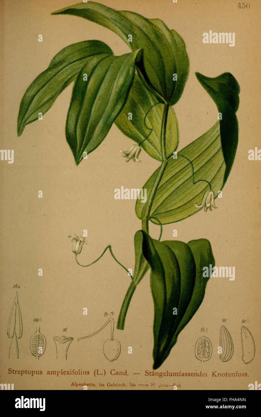 Atlas of the Alpine flora, Mertz Library, The New York Botanical Garden ...