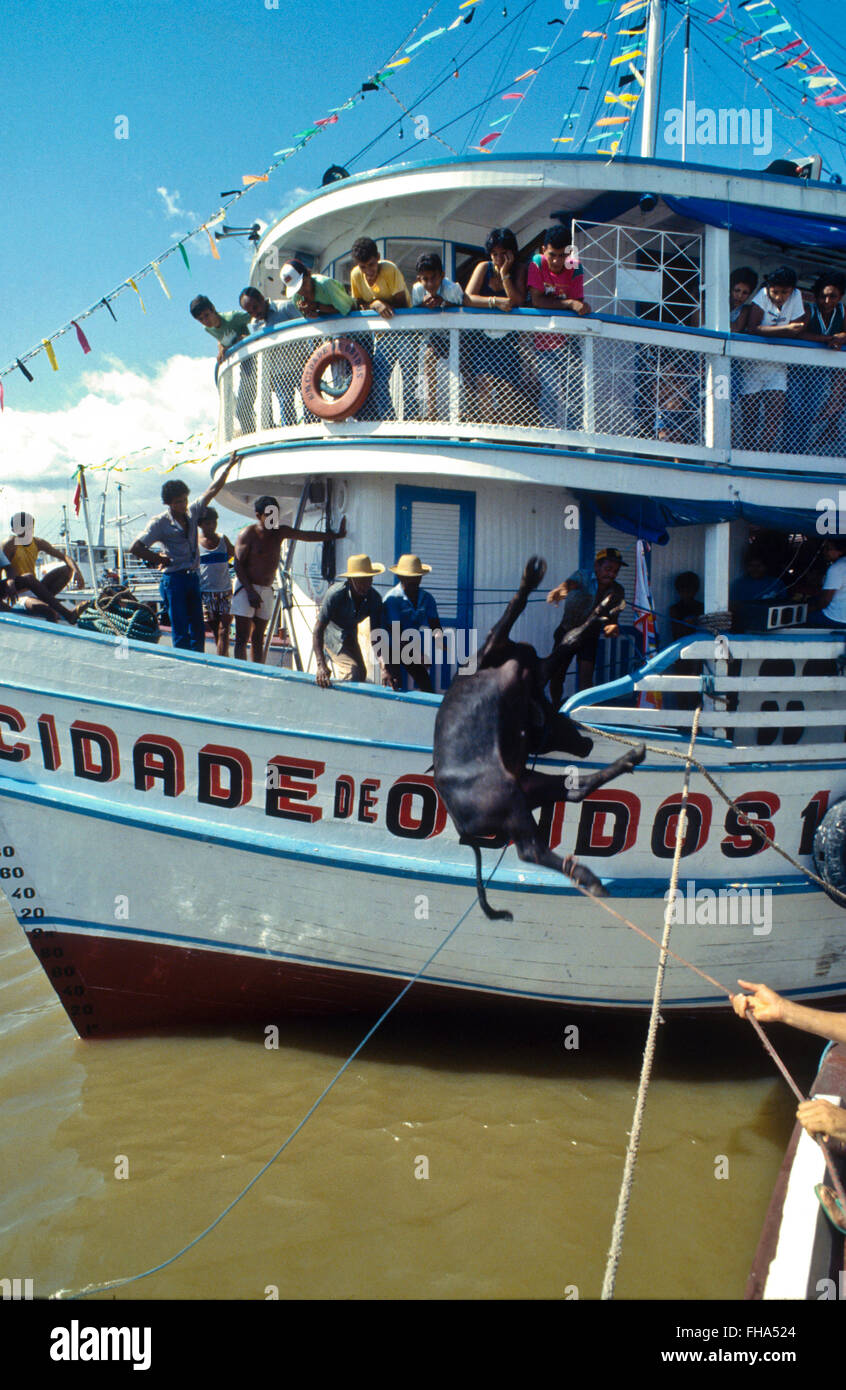 Transportation of a cow by boat in Amazon river at Santarem city harbor ...